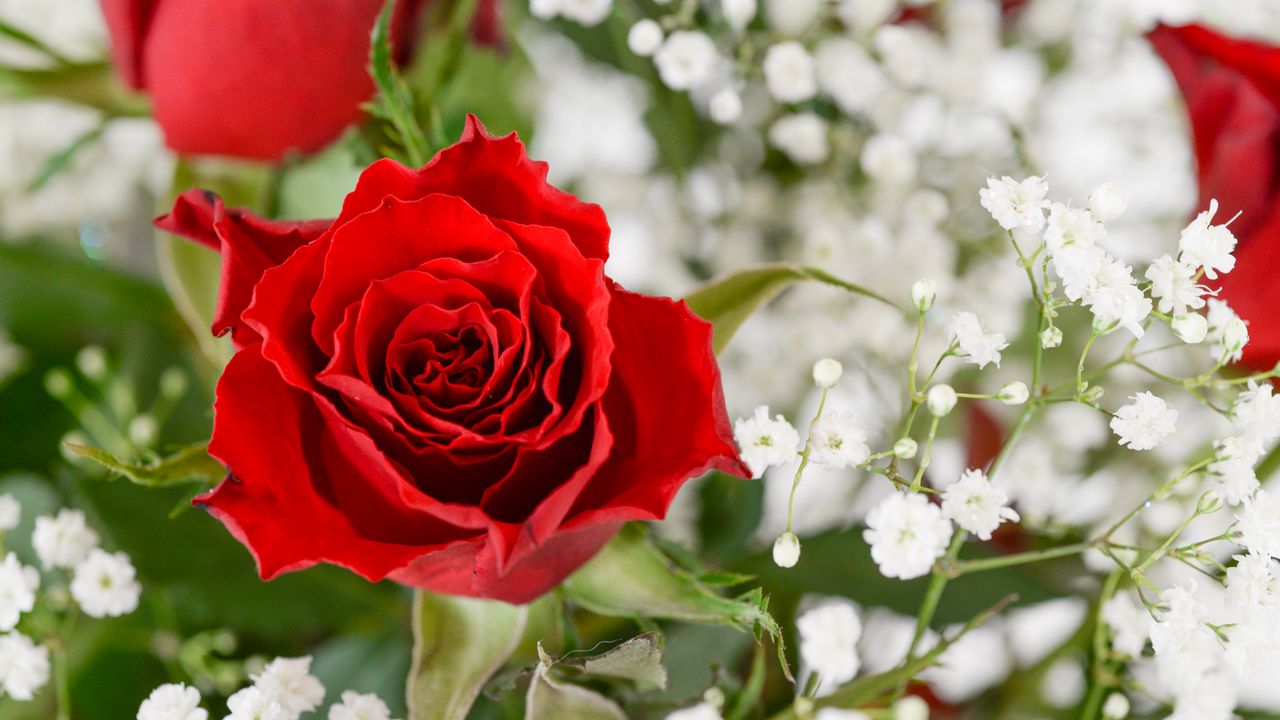 Wallpaper Rose Flower Petals Bloom Hd Picture Image