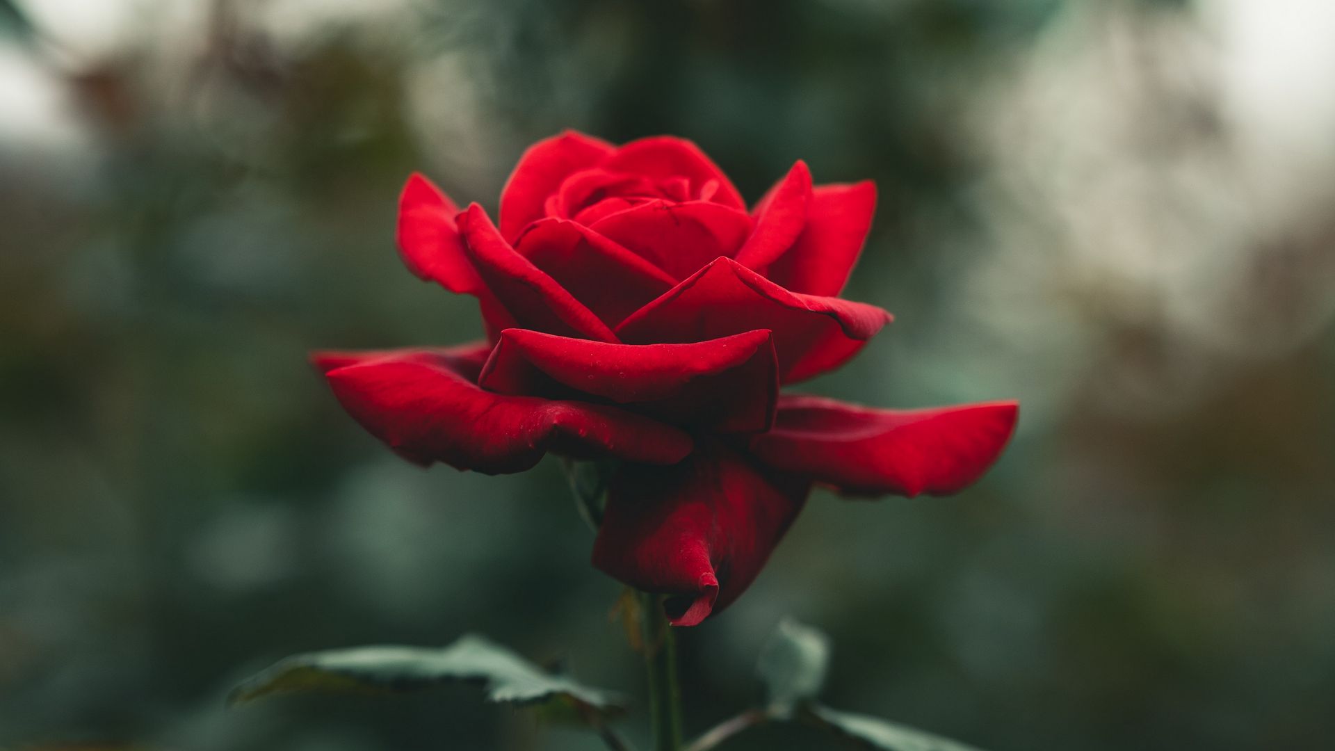 Download wallpaper 1920x1080 rose, flower, petals, red, blur full hd ...