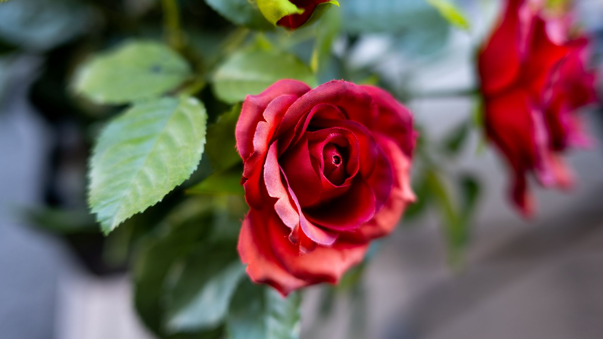 Download wallpaper 1920x1080 rose, flower, petals, plant, red full hd ...