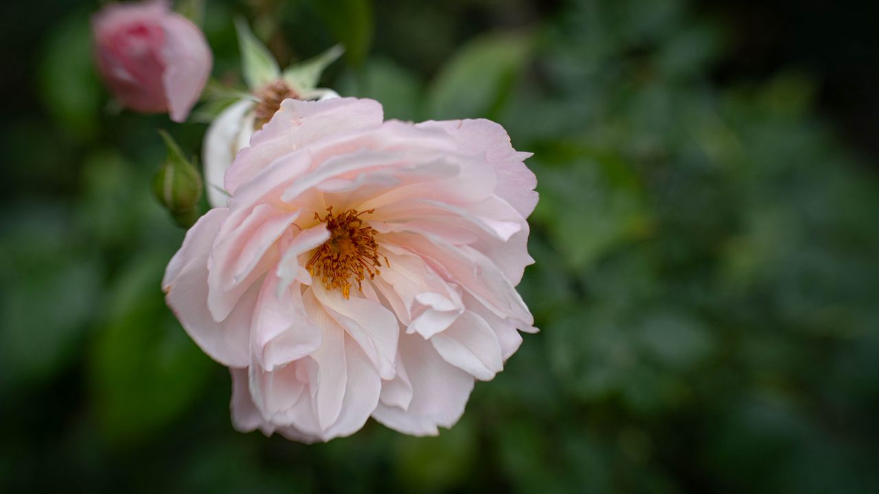 Wallpaper rose, flower, pink, pollen, petals hd, picture, image