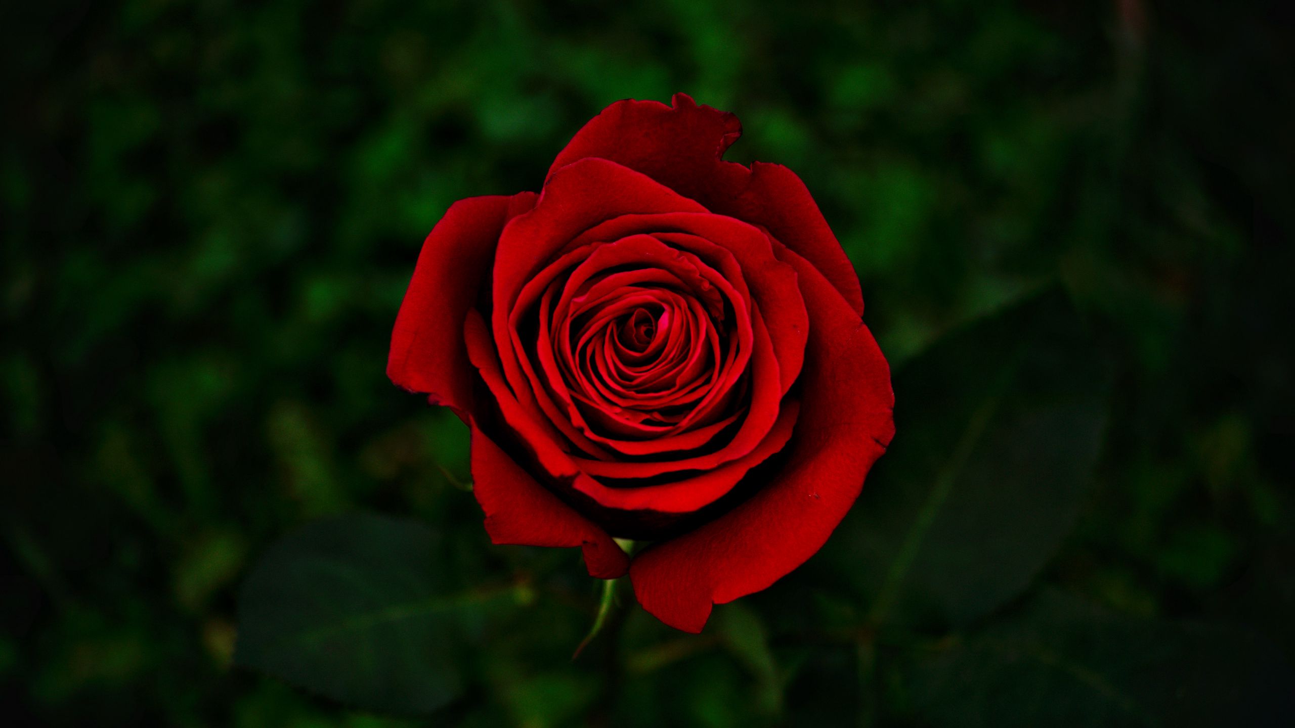 Download wallpaper 2560x1440 rose, flower, red, bloom, closeup ...