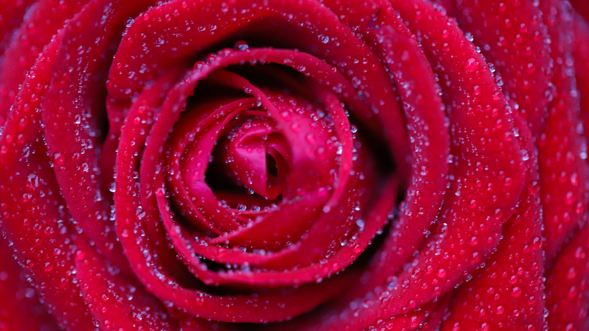 Download wallpaper 1920x1080 rose, flower, red, drops, petals, macro ...