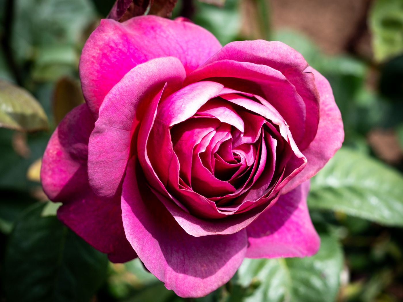 Download wallpaper 1400x1050 rose, flowers, petals, pink, green, macro ...