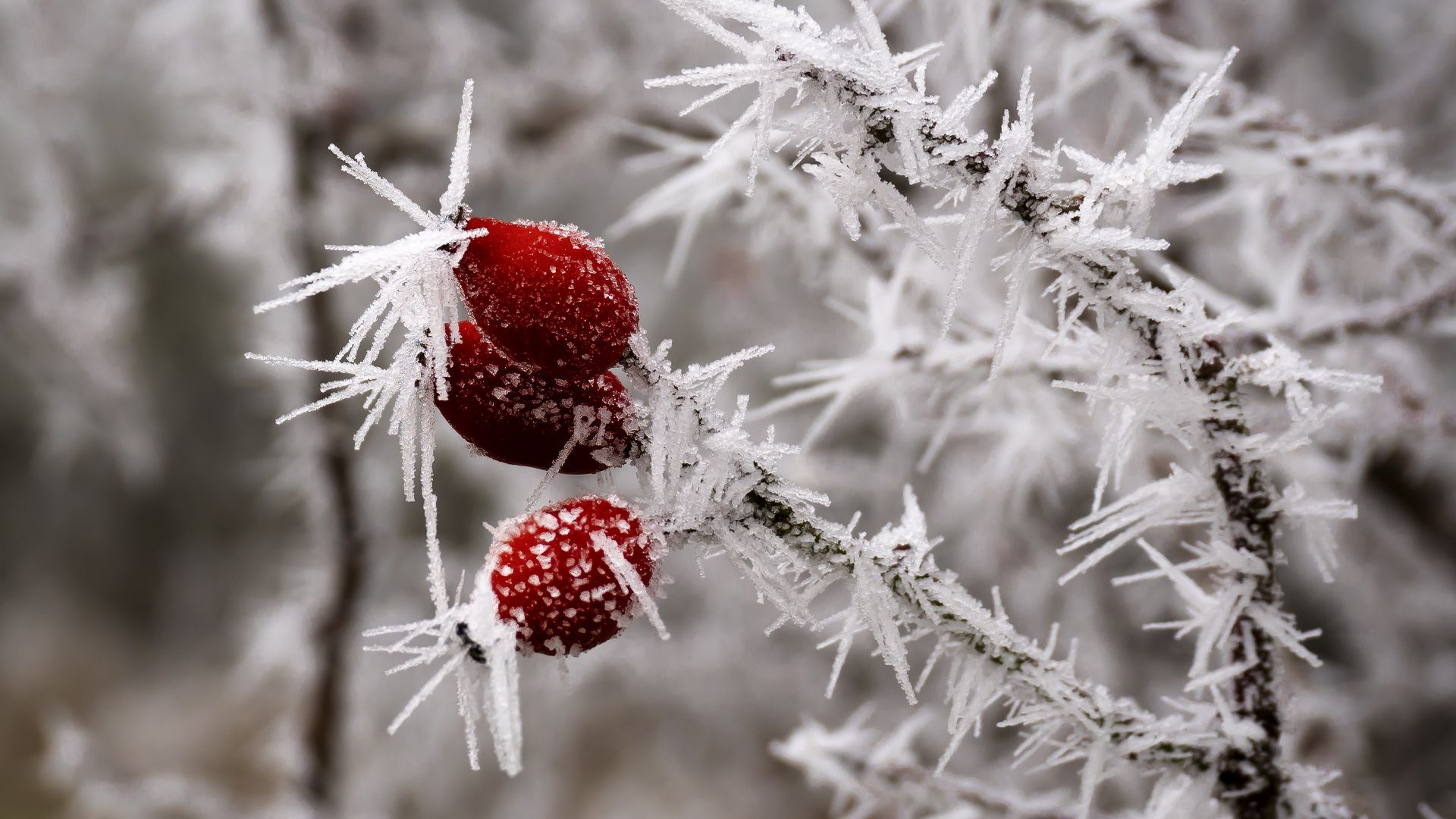 Download wallpaper 1920x1080 rose hips, berries, frost, ice, macro ...