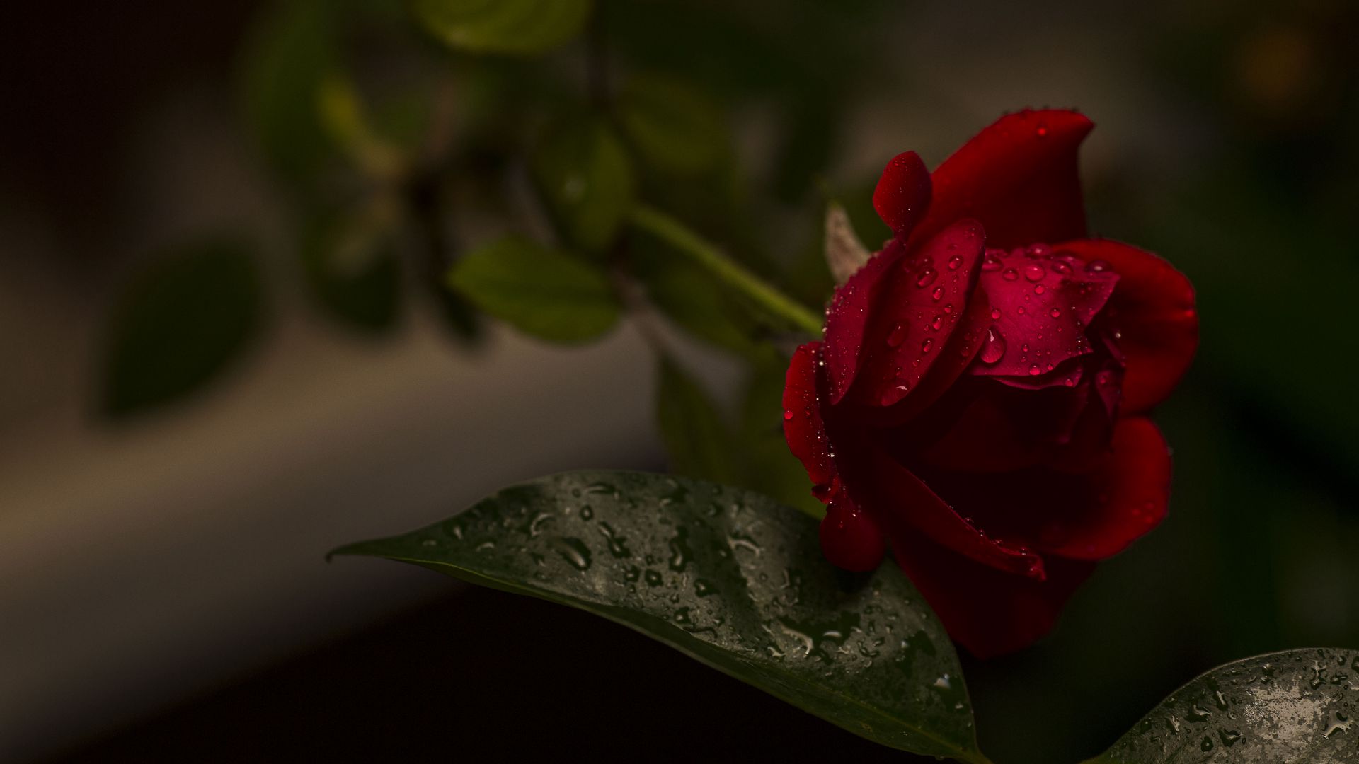 Download wallpaper 1920x1080 rose, petals, drops, macro, water full hd ...
