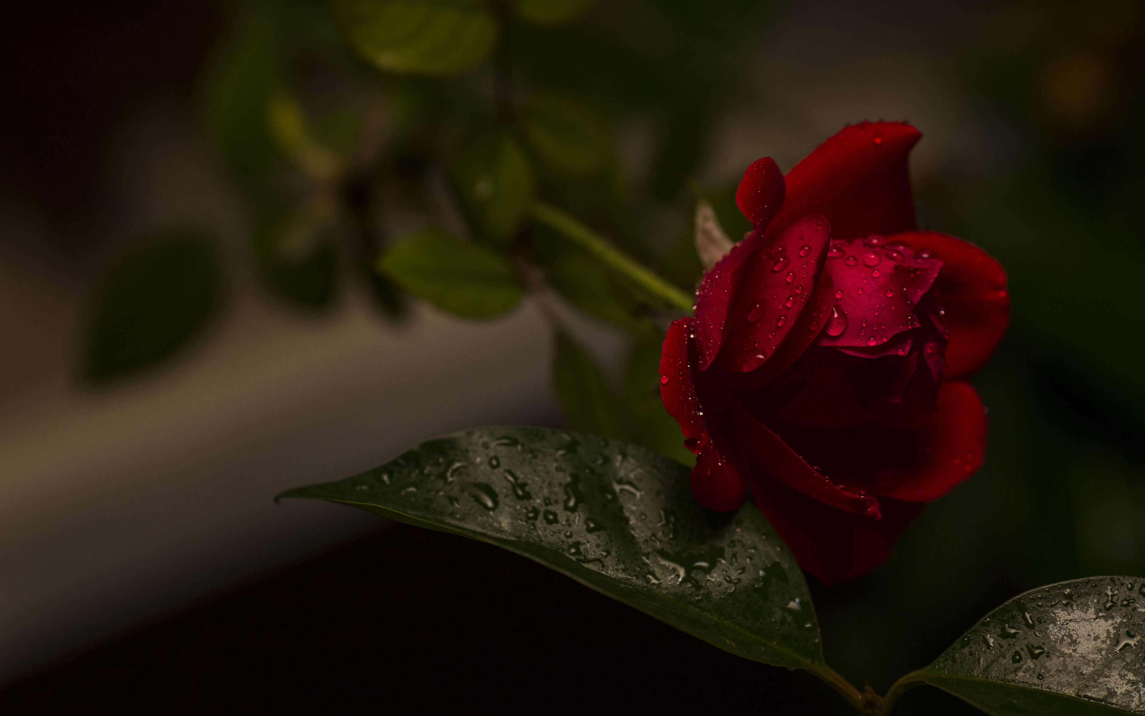 Download wallpaper 3840x2400 rose, petals, drops, macro, water 4k ultra ...