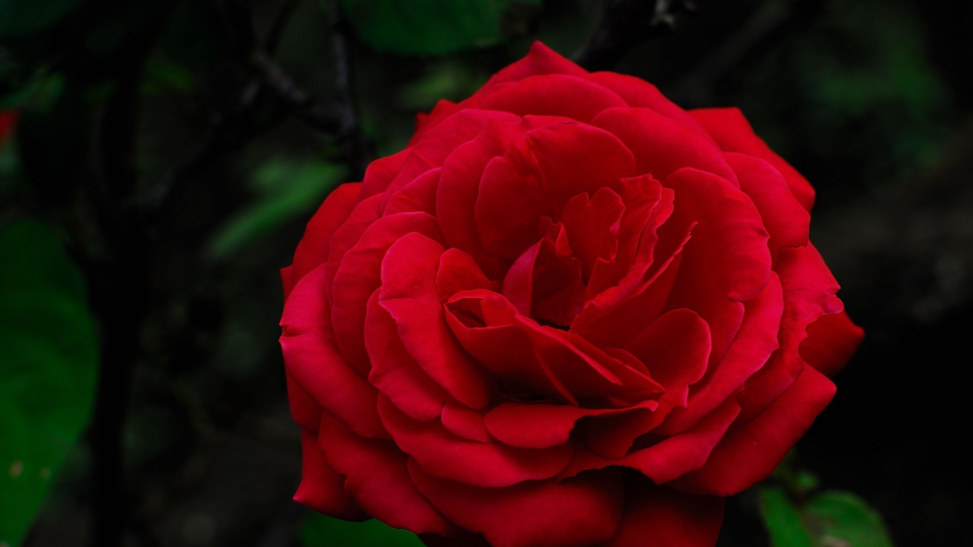 Download wallpaper 1920x1080 rose, petals, leaves, flower, macro full ...