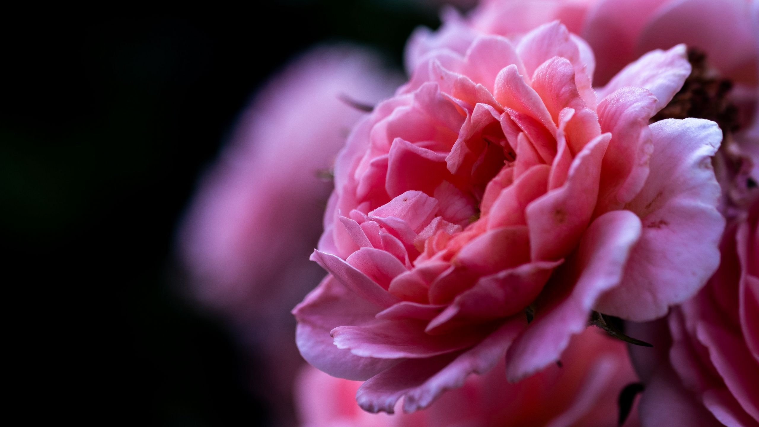 Download wallpaper 2560x1440 rose, pink, flower, macro, closeup, petals ...