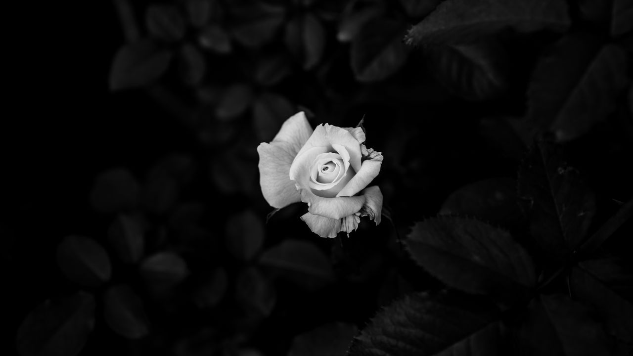 Download wallpaper 1280x720 rose, flower, bw hd, hdv, 720p hd background