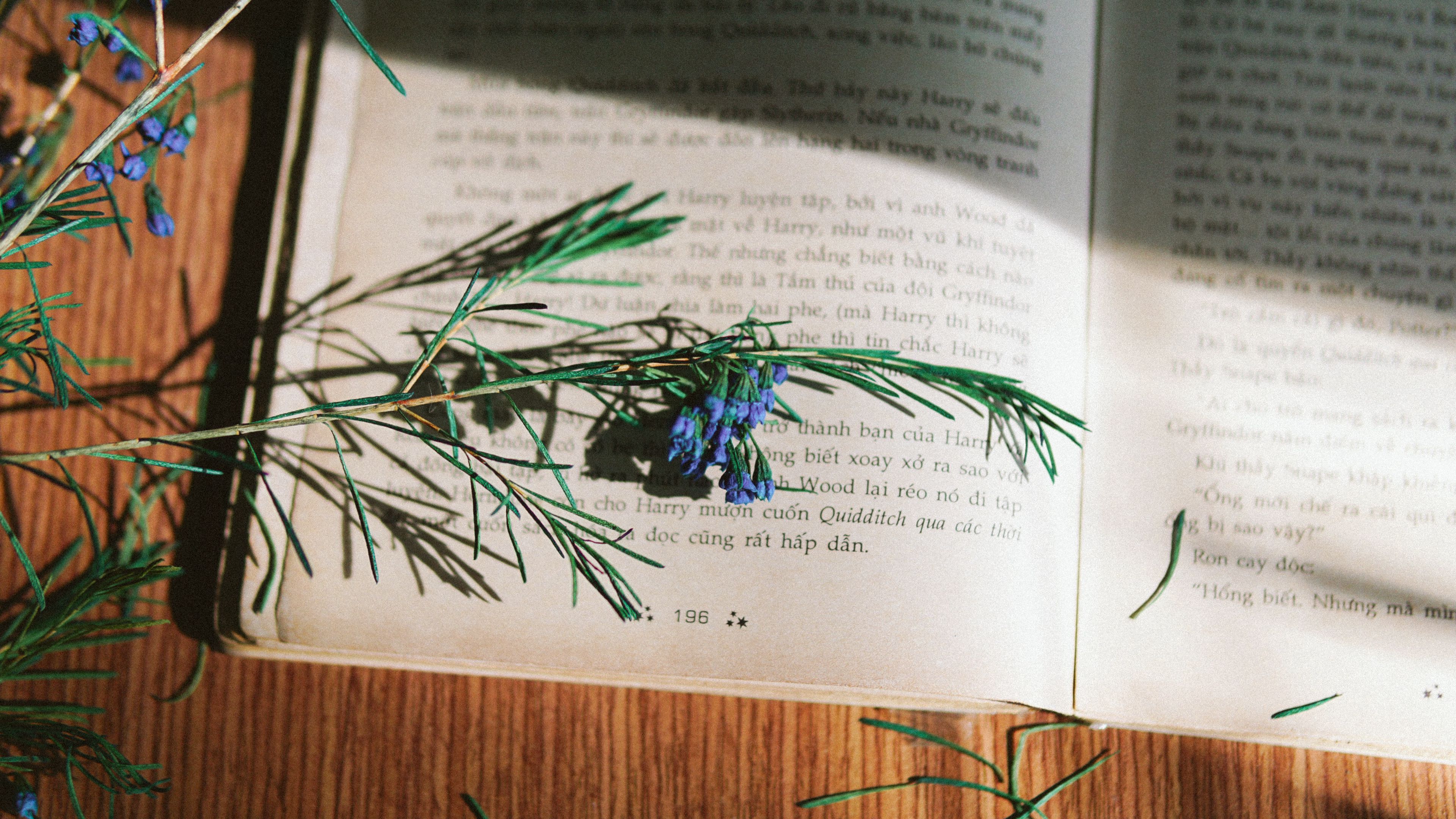 Download wallpaper 3840x2160 rosemary, flowers, branch, book, reading ...