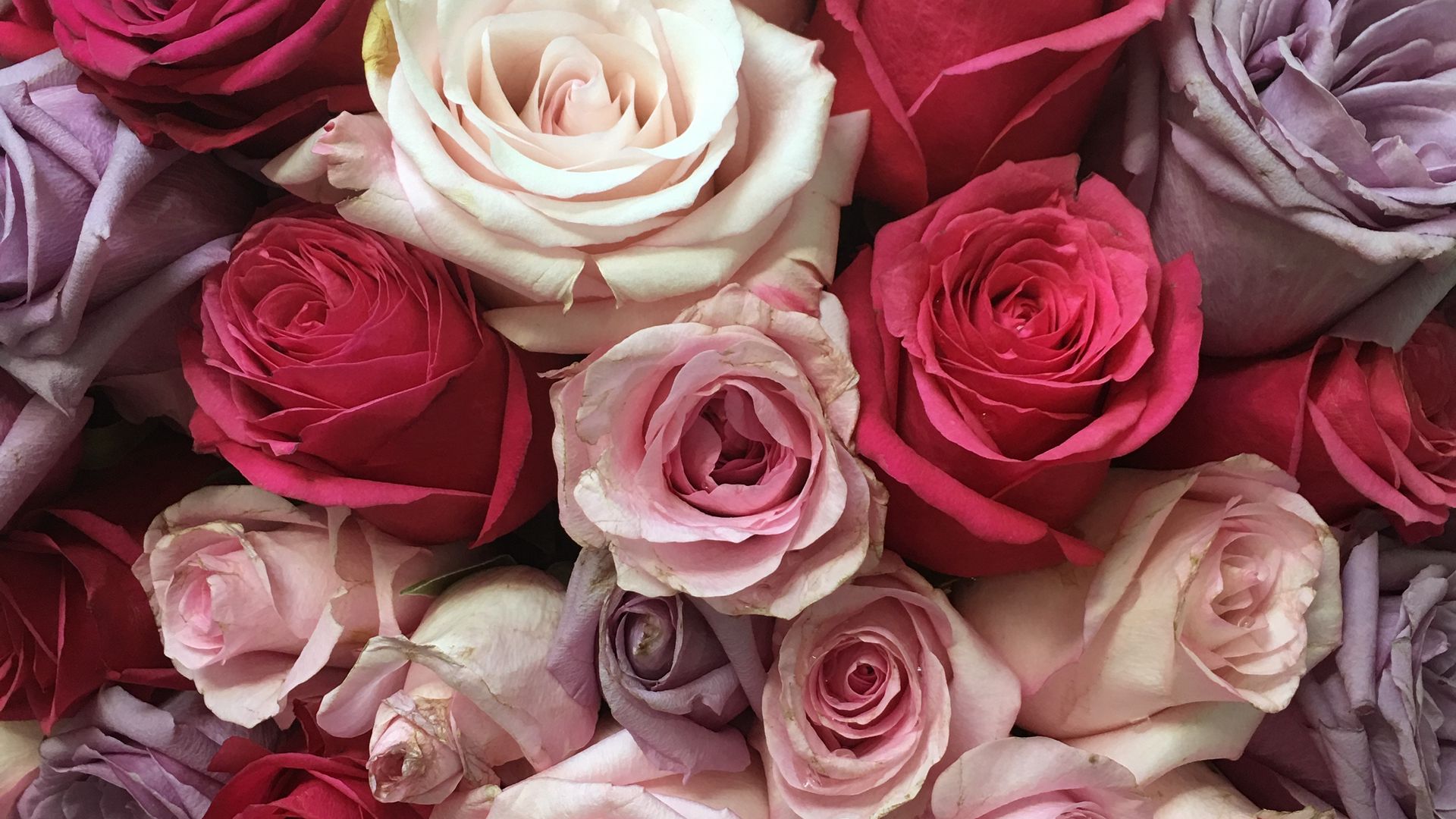 Download wallpaper 1920x1080 roses, bouquet, flowers, colorful full hd ...
