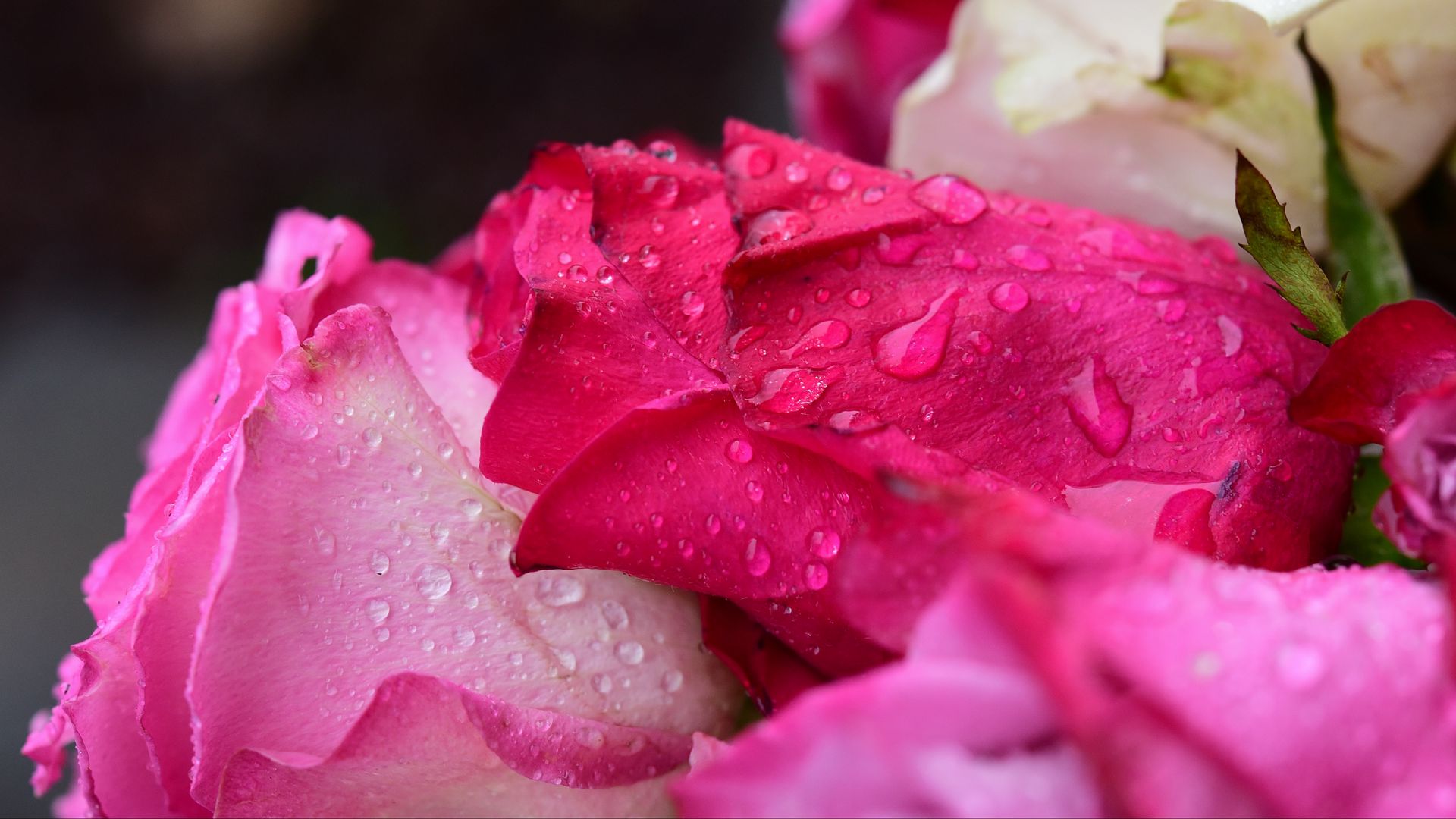 Download wallpaper 1920x1080 roses, buds, drops, flowers, macro full hd ...