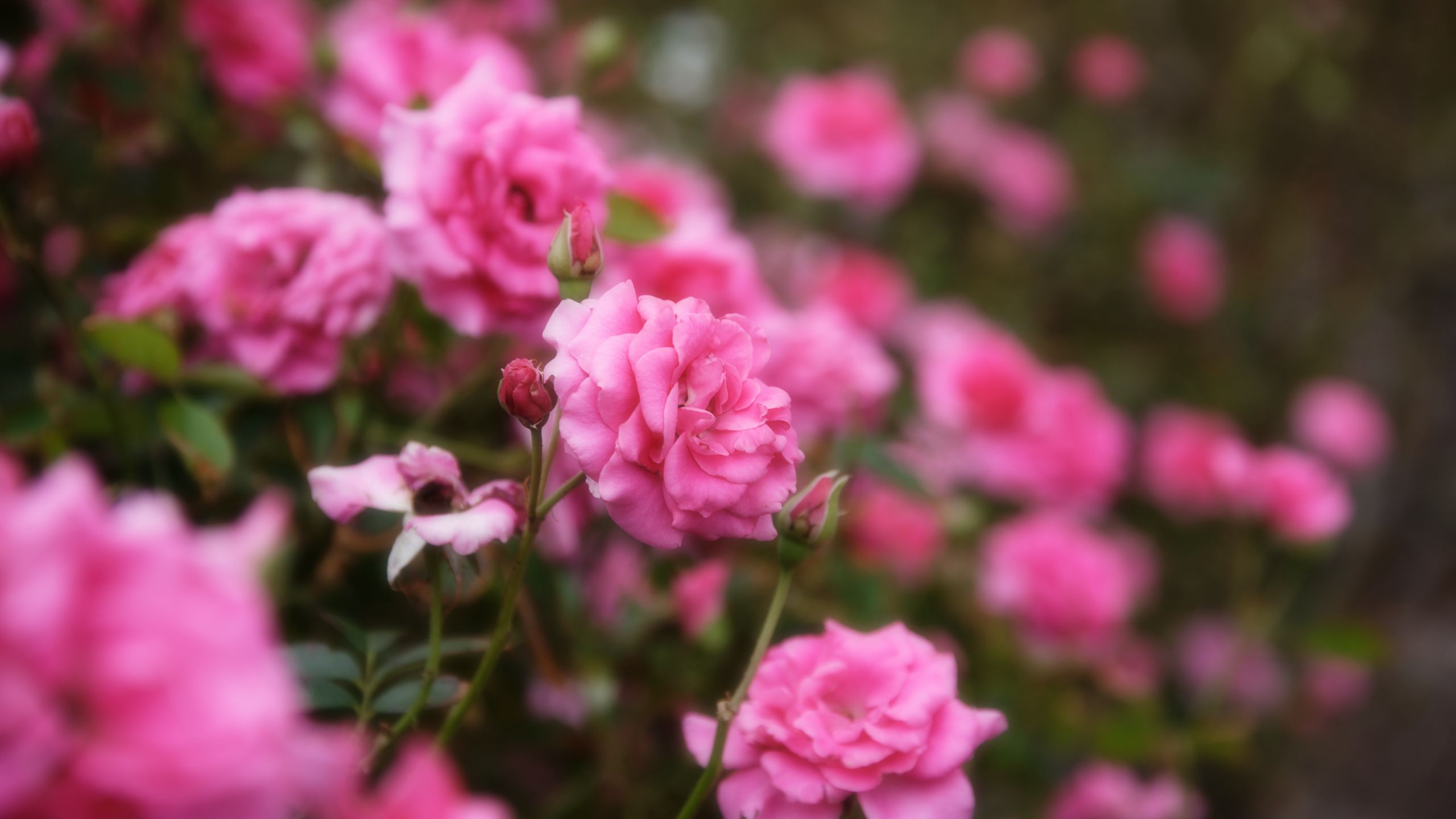 Download wallpaper 2560x1440 roses, flowers, petals, pink, macro ...