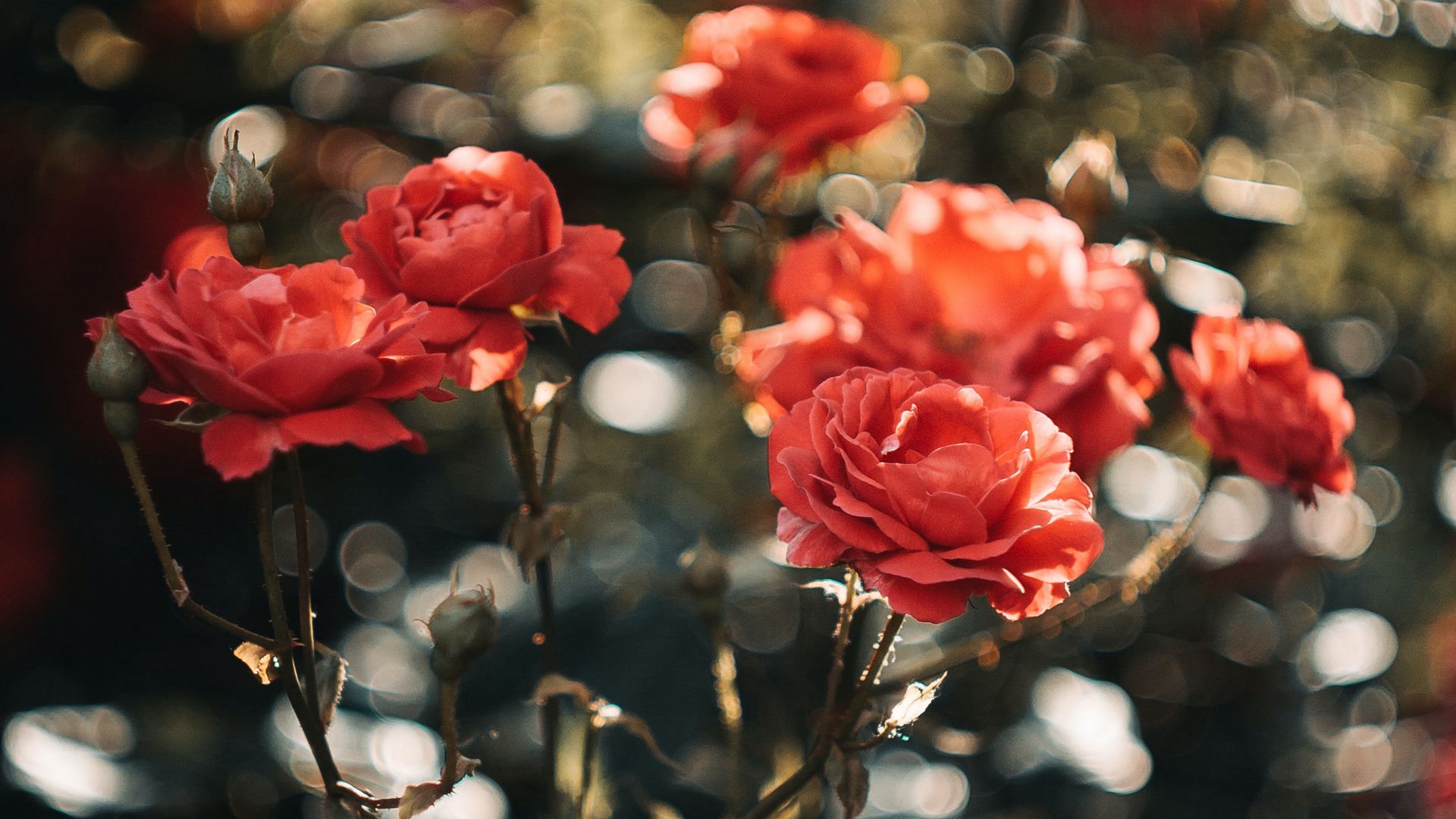 Download wallpaper 1920x1080 roses, flowers, pink, plant full hd, hdtv ...