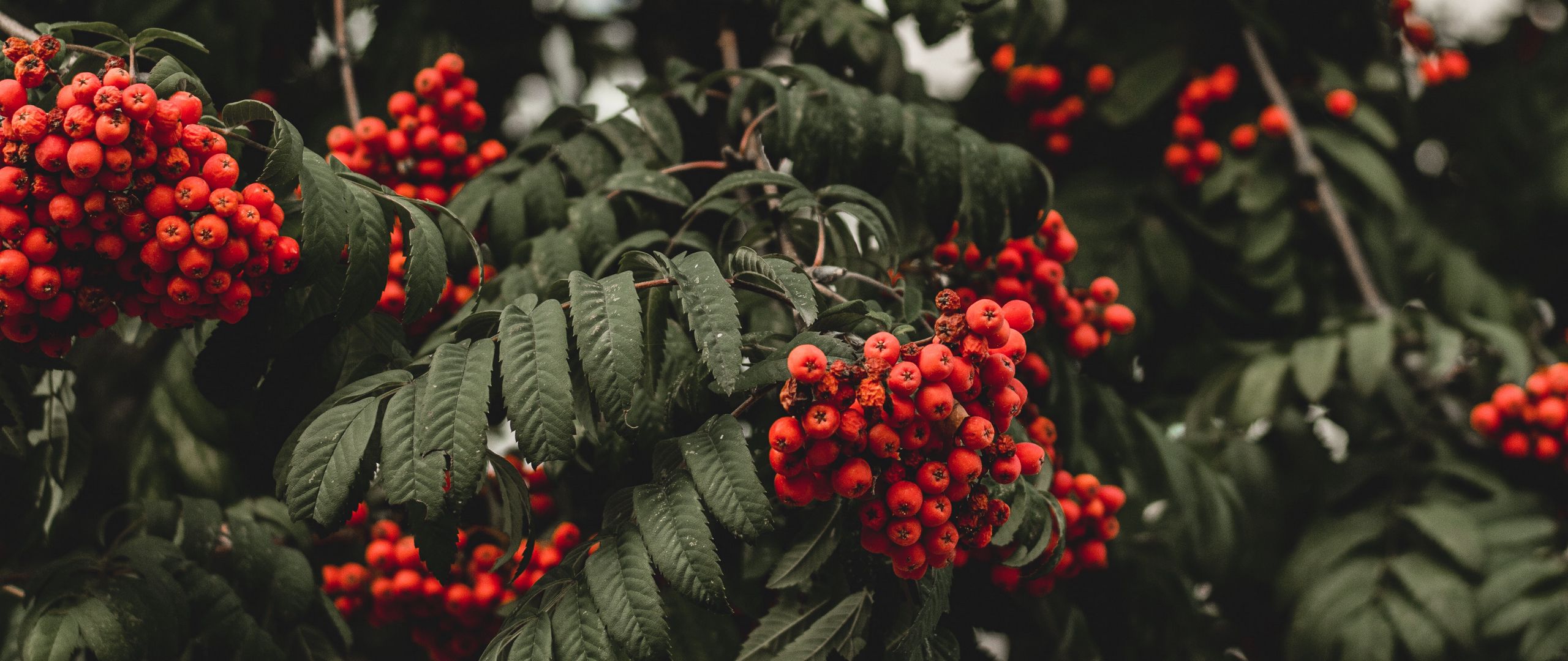 Download wallpaper 2560x1080 rowan, berries, autumn, branch dual wide ...