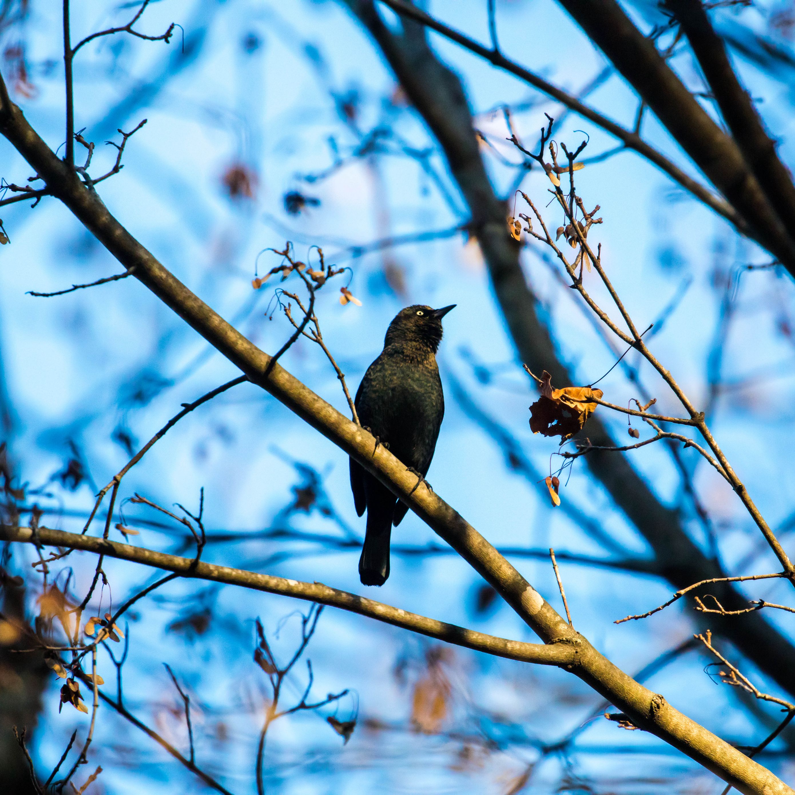 Download wallpaper 2780x2780 rusty blackbird, bird, branches ipad air ...