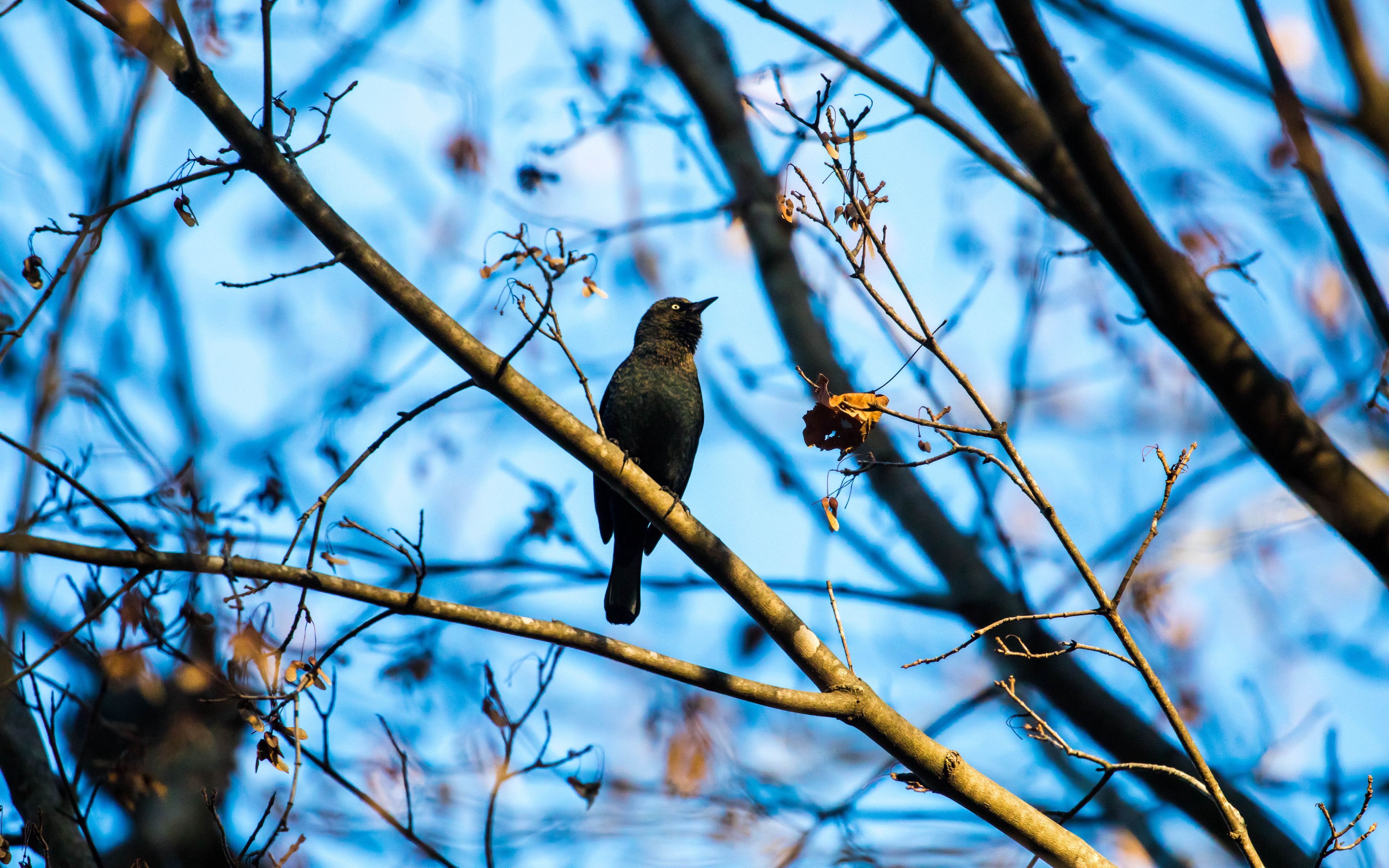 Download wallpaper 3840x2400 rusty blackbird, bird, branches 4k ultra ...