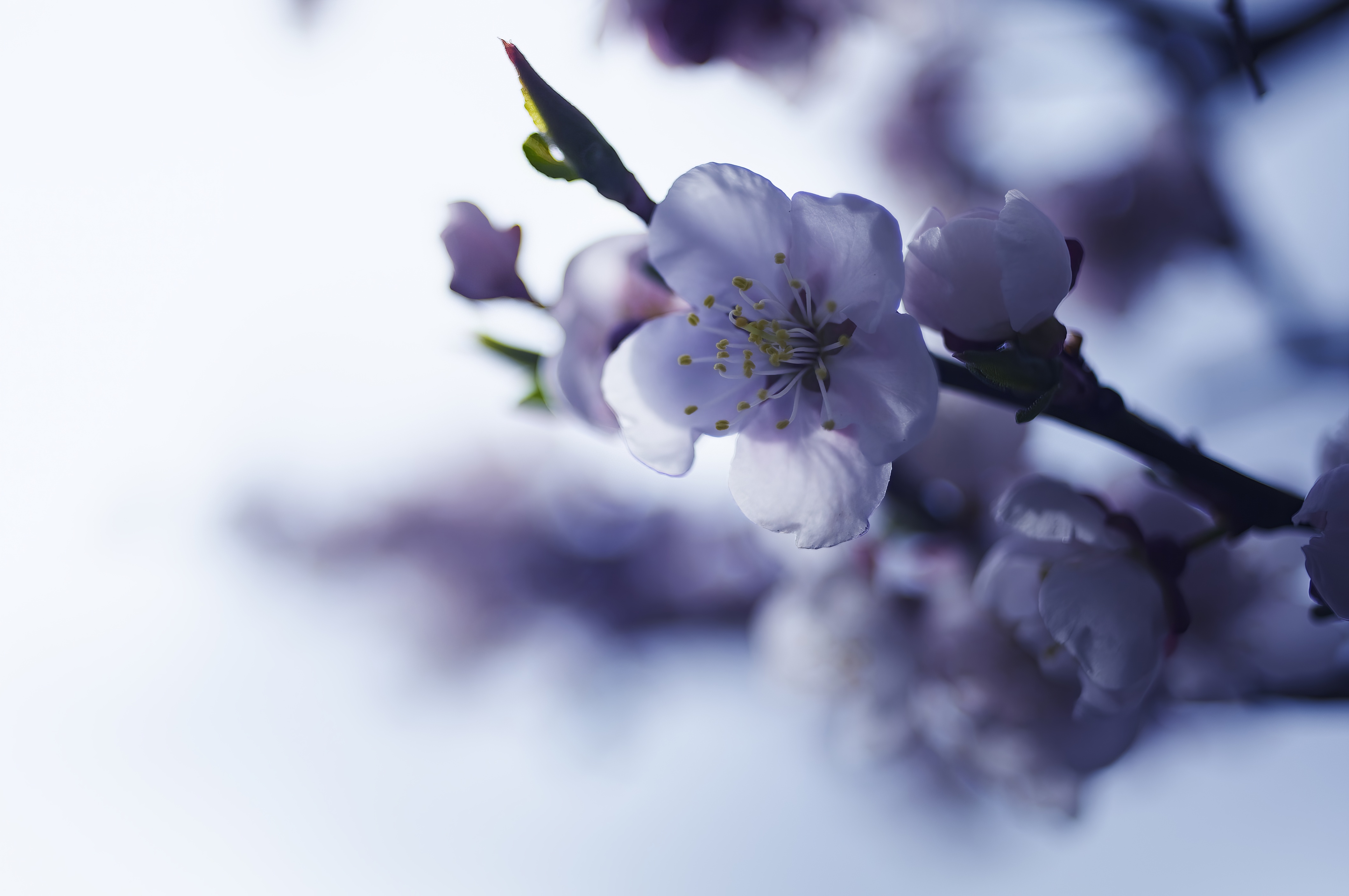 Download wallpaper 4238x2815 sakura, flower, spring, petals, branch hd ...