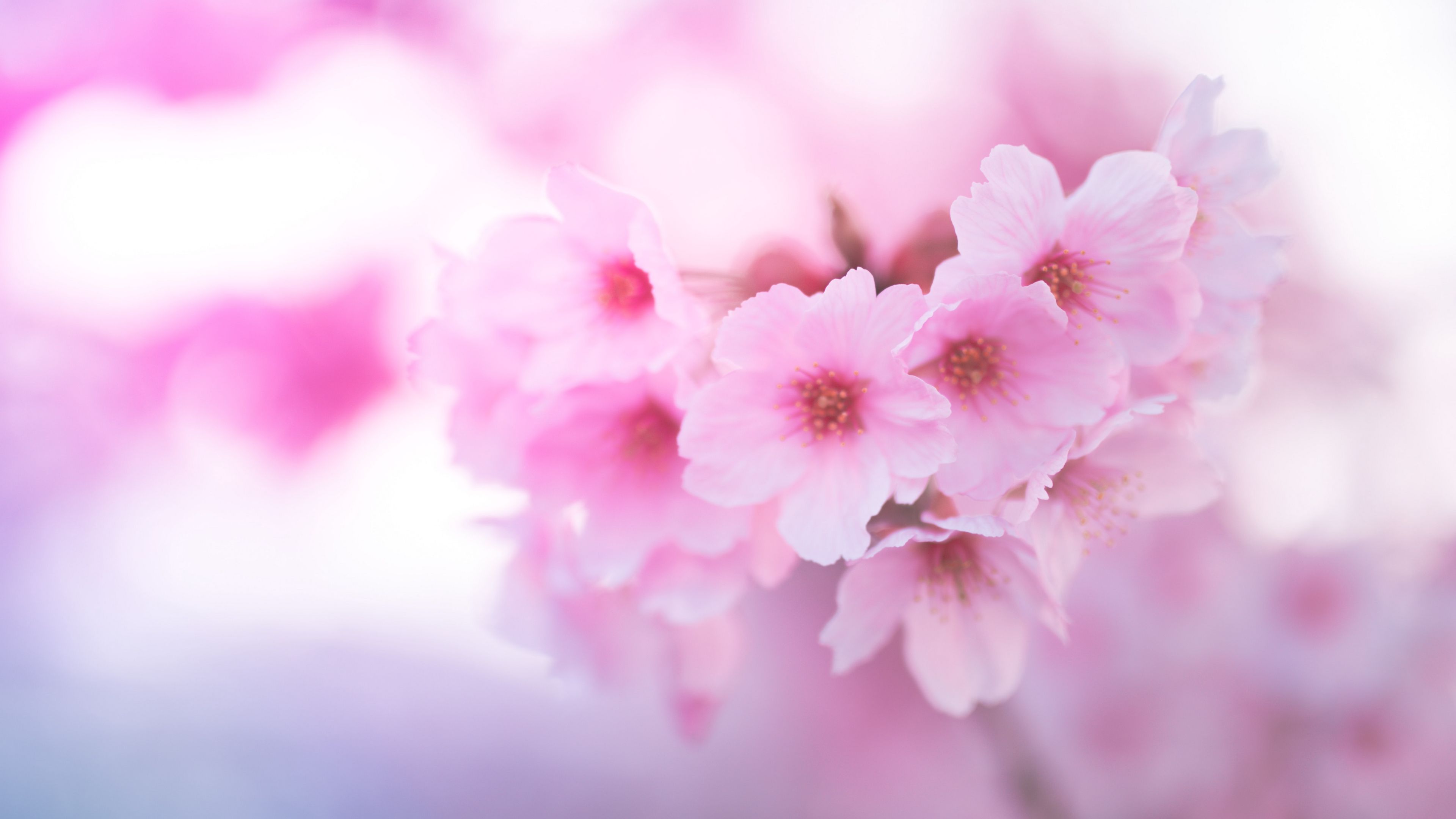Download wallpaper 3840x2160 sakura, flowers, pink, macro, closeup 4k ...