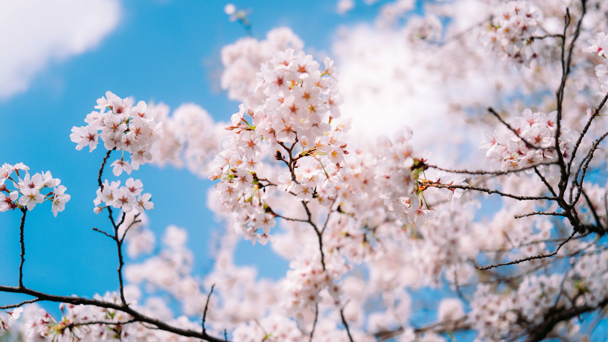 Download wallpaper 2560x1440 sakura, flowers, spring, branches ...