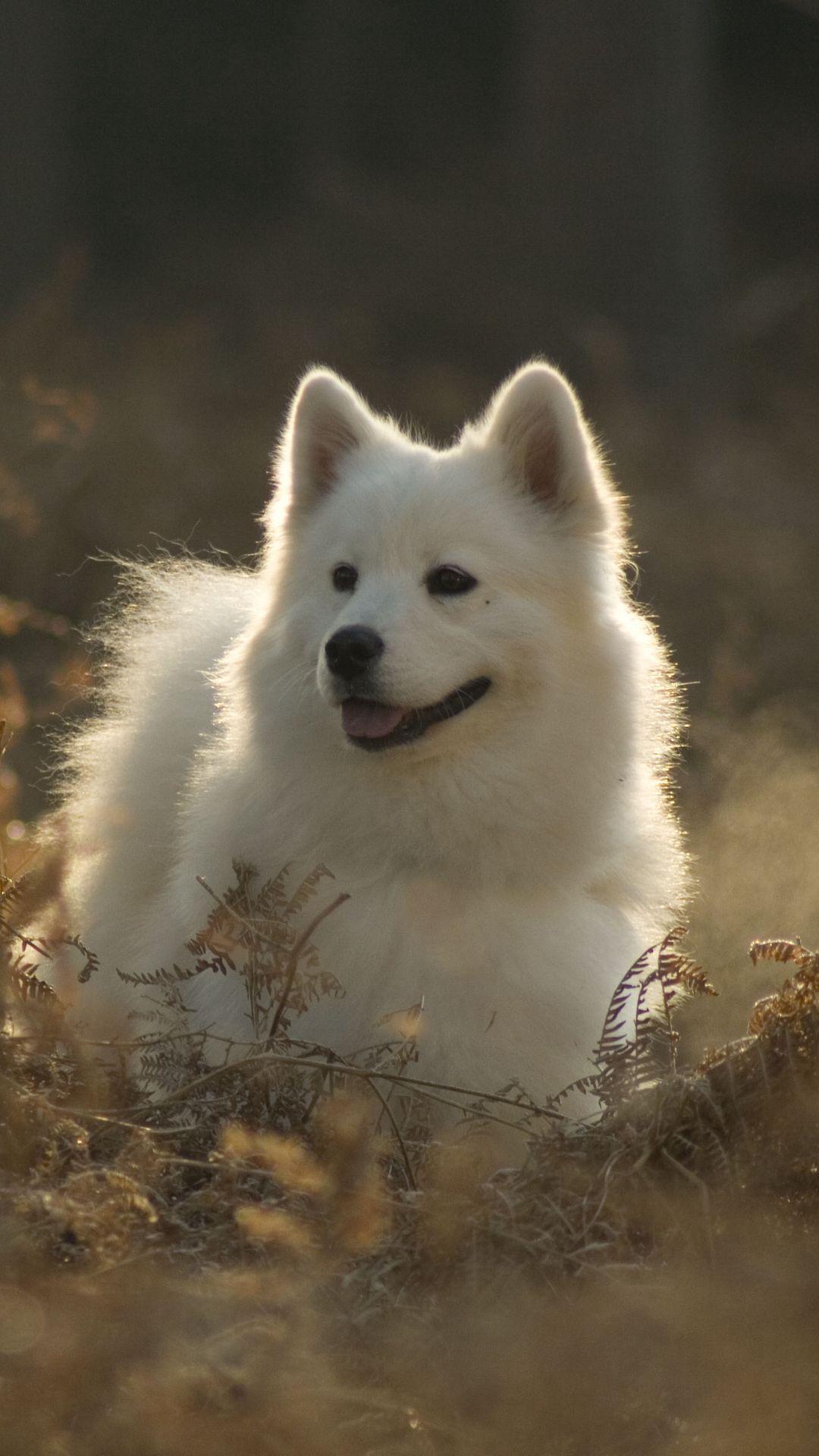 Download wallpaper 1080x1920 samoyed dog, dog, cute, protruding tongue ...