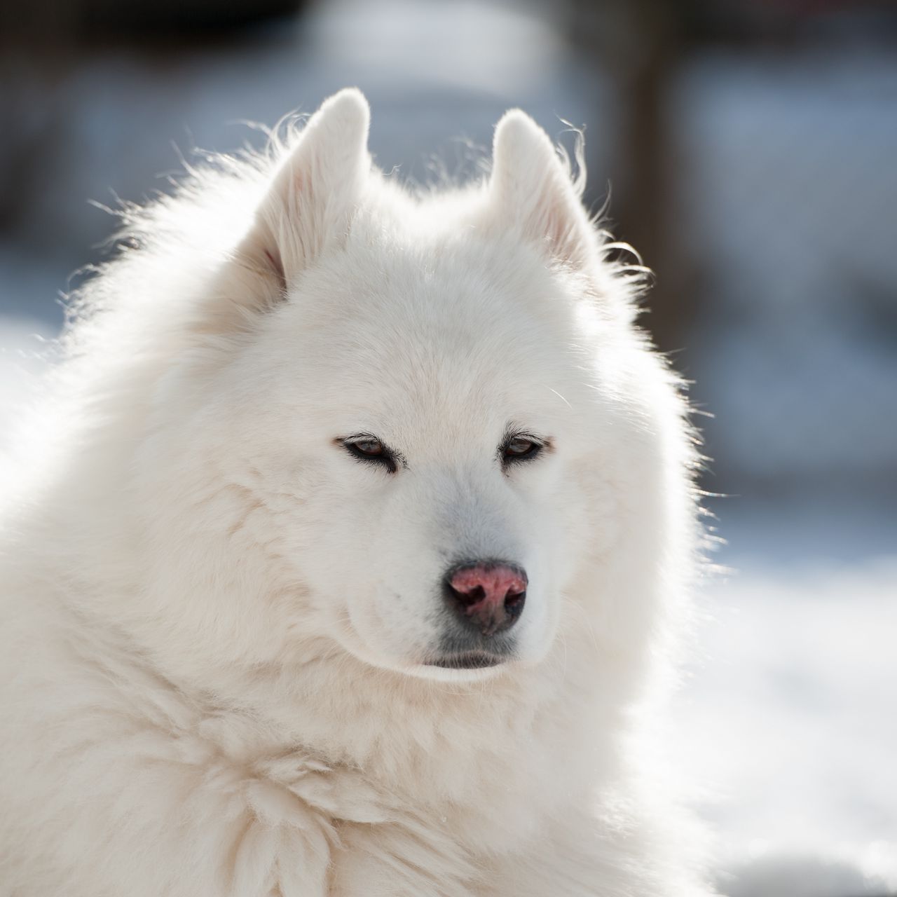 Download wallpaper 1280x1280 samoyed, dog, pet, fluffy, white ipad ...