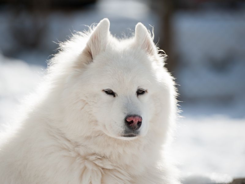 Download wallpaper 800x600 samoyed, dog, pet, fluffy, white pocket pc ...