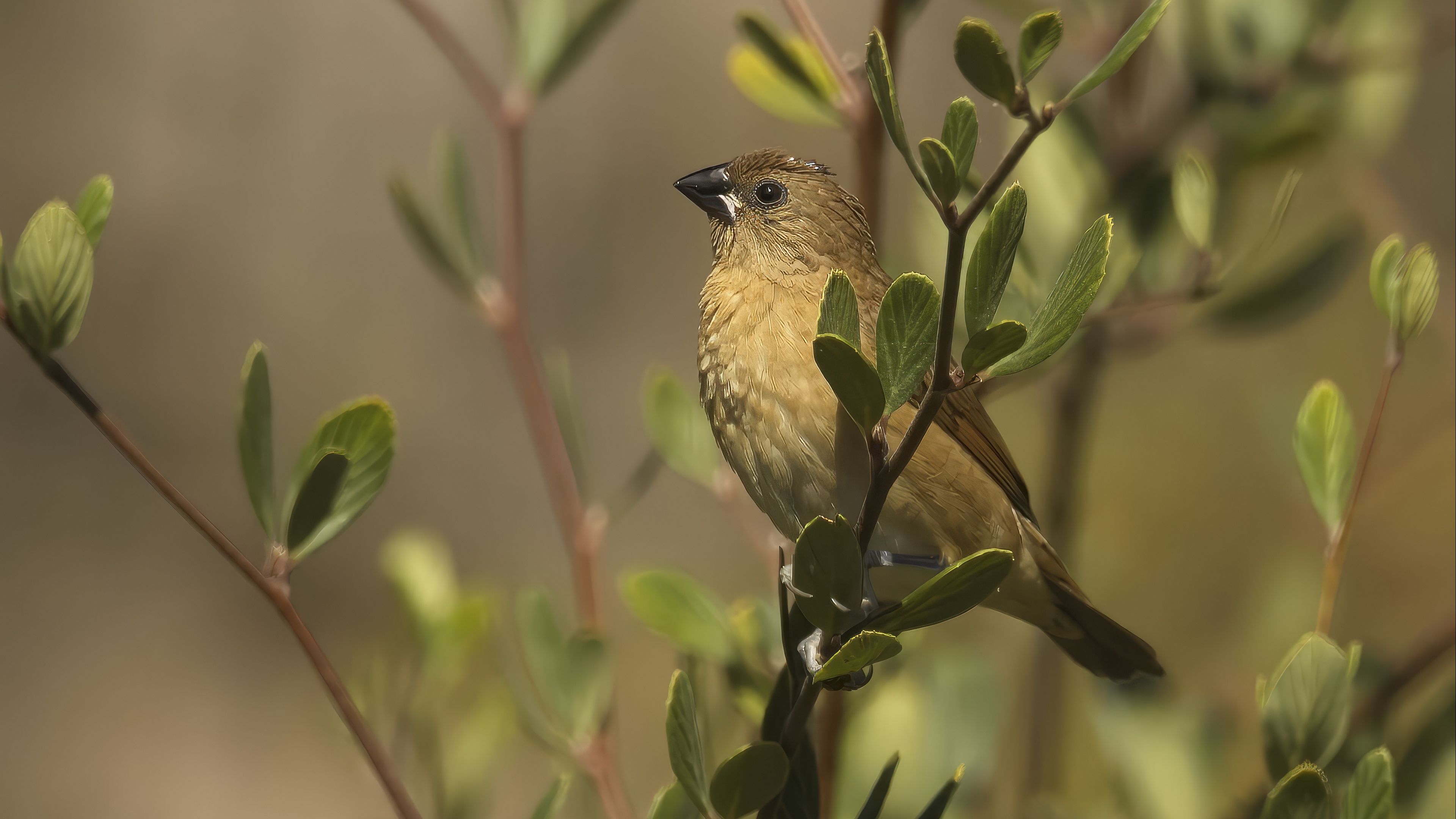 Download wallpaper 3840x2160 scaly-breasted munia, munia, bird ...
