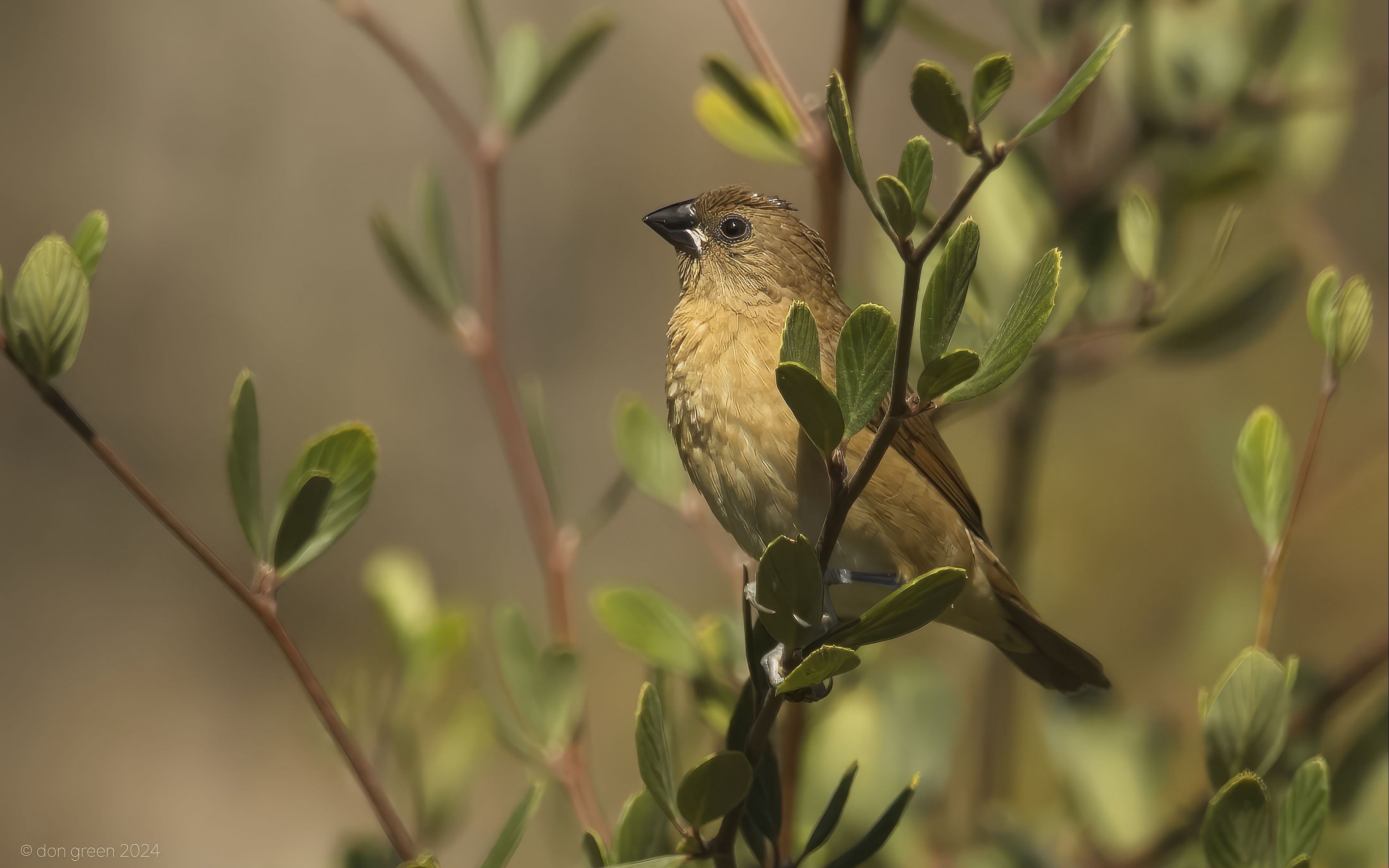 Download wallpaper 3840x2400 scaly-breasted munia, munia, bird ...