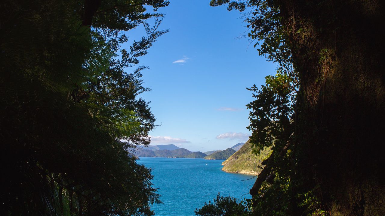 Wallpaper sea, trees, branches, sky hd, picture, image