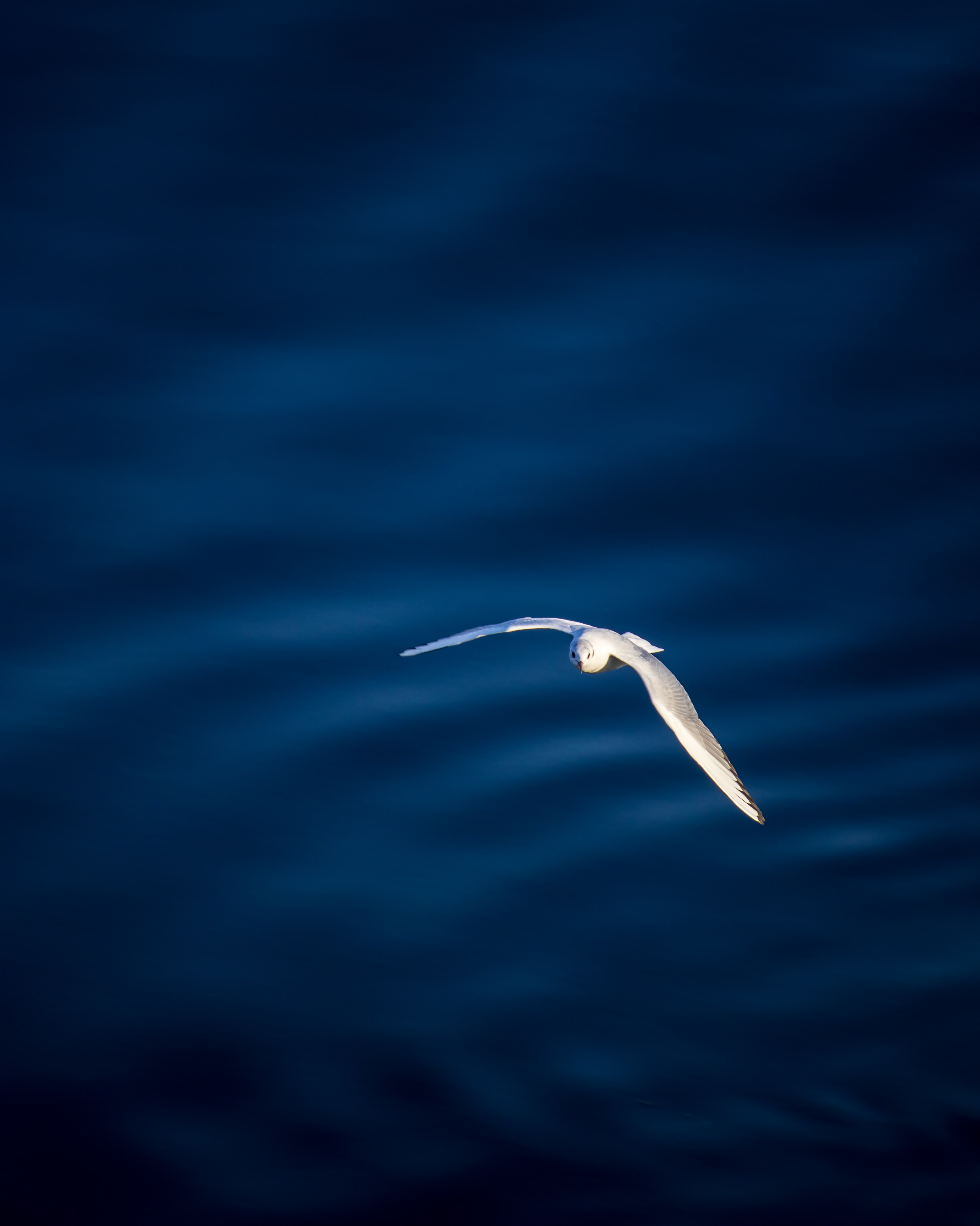 Download wallpaper 4000x5000 seagull, bird, flight, water hd background