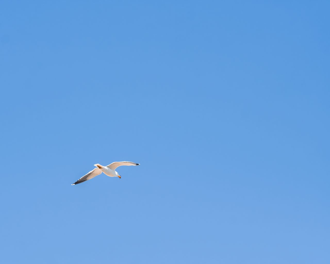 Download wallpaper 1280x1024 seagull, bird, sky, minimalism, blue ...