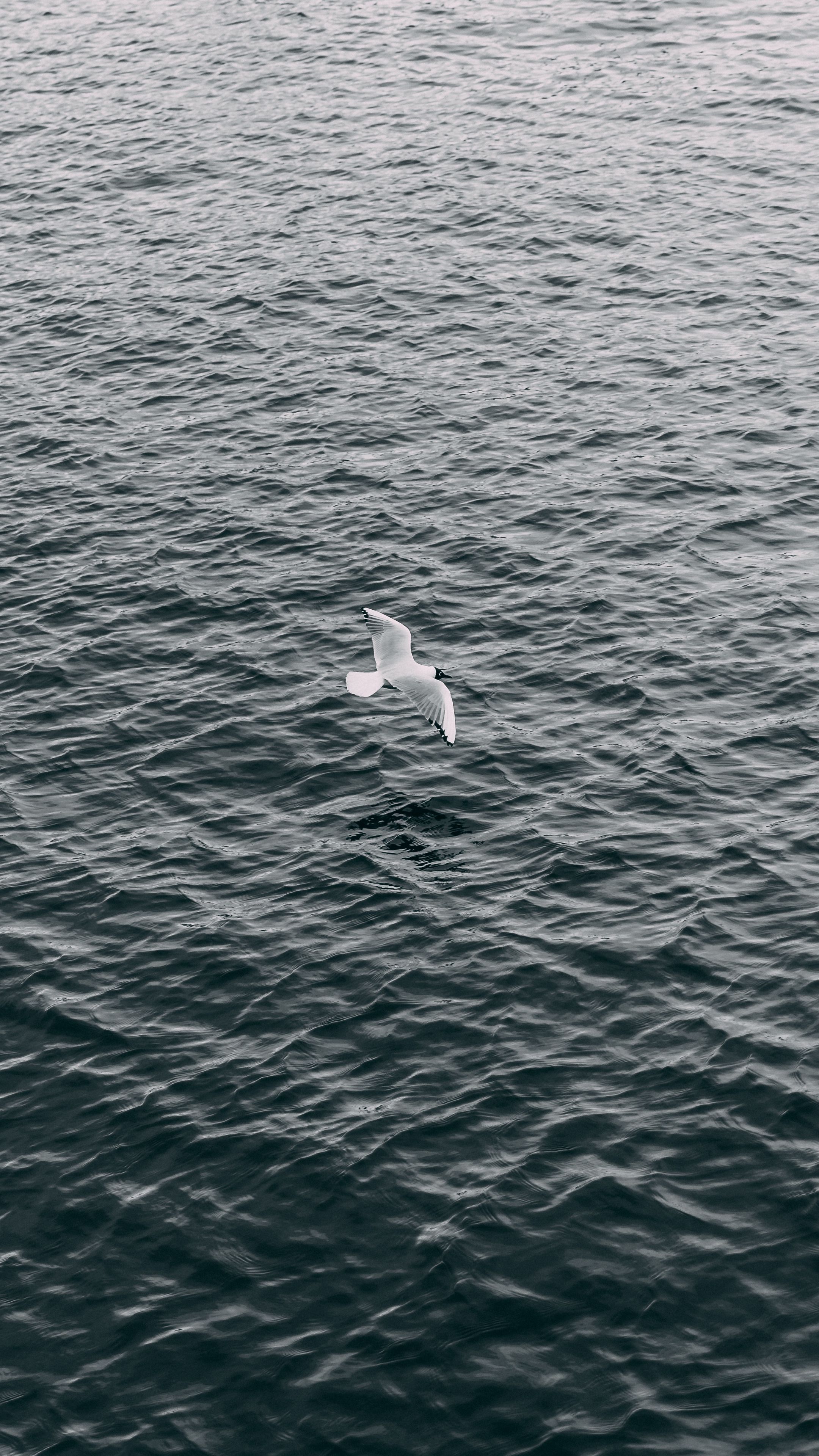 Download wallpaper 2160x3840 seagull, sea, bird, flight, wings samsung ...