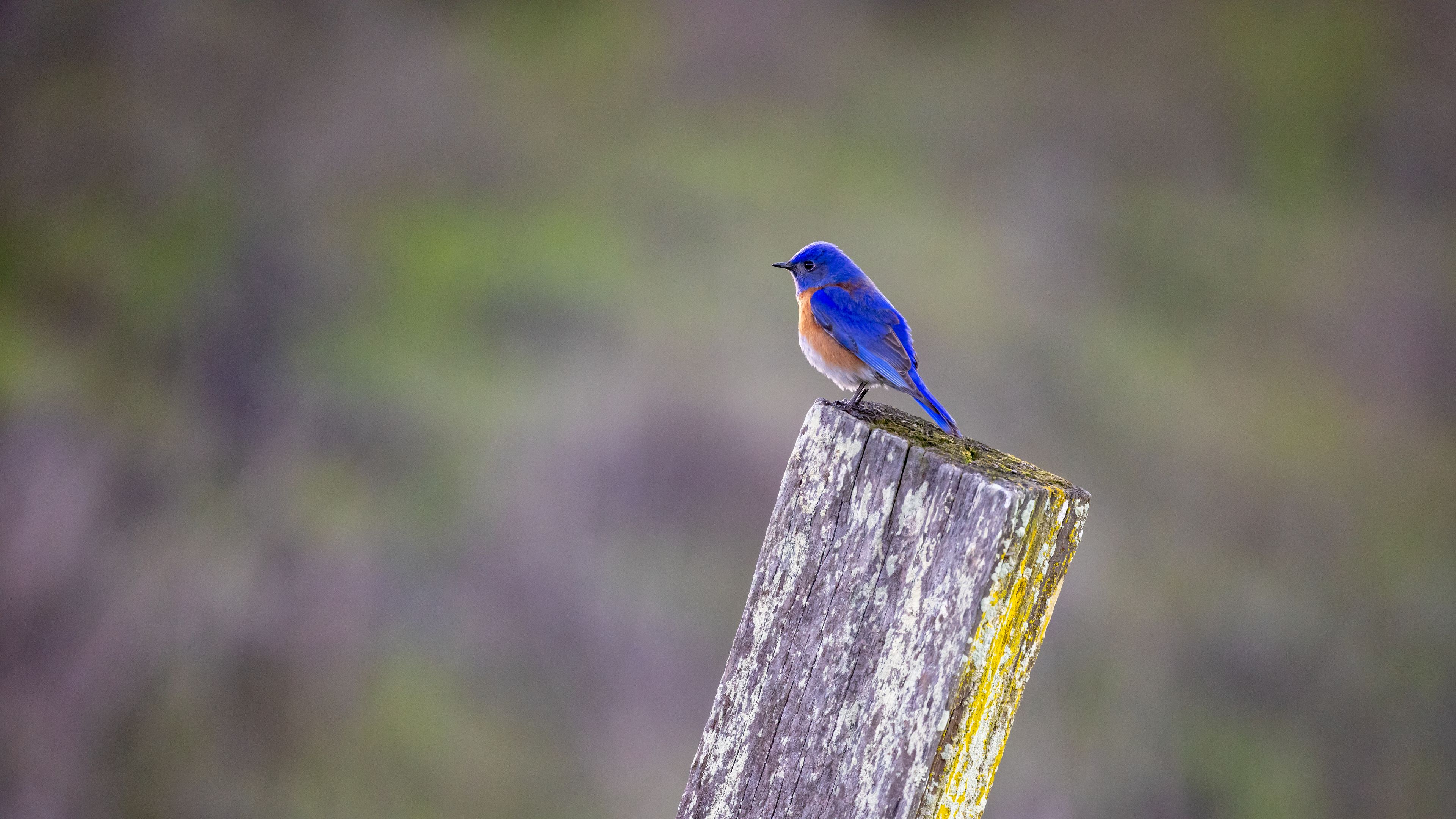 Download wallpaper 3840x2160 sialia, bird, log 4k uhd 16:9 hd background