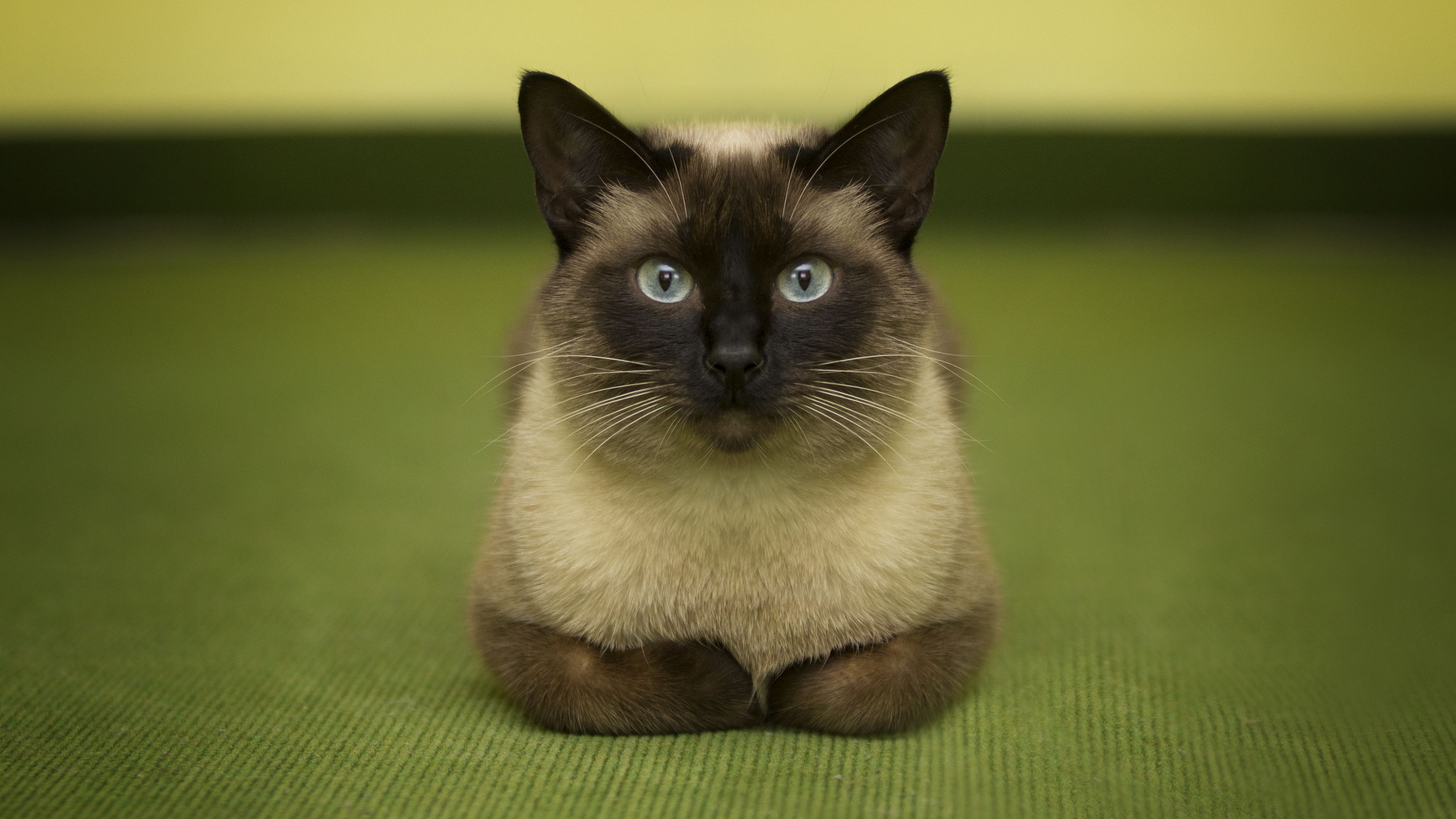 Download wallpaper 3840x2160 siamese cat, cat, glance 4k uhd 16:9 hd ...