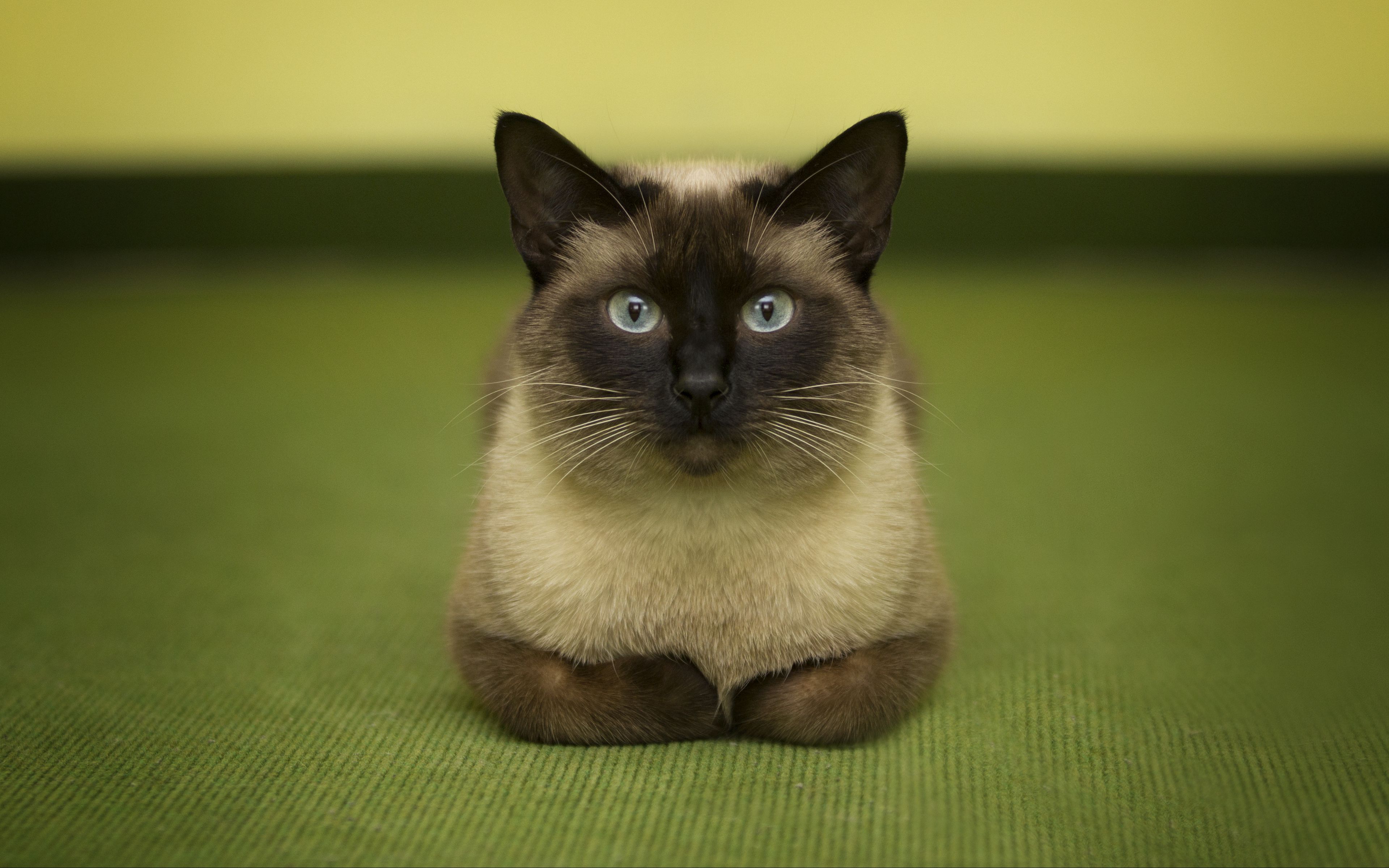 Download wallpaper 3840x2400 siamese cat, cat, glance 4k ultra hd 16:10 ...