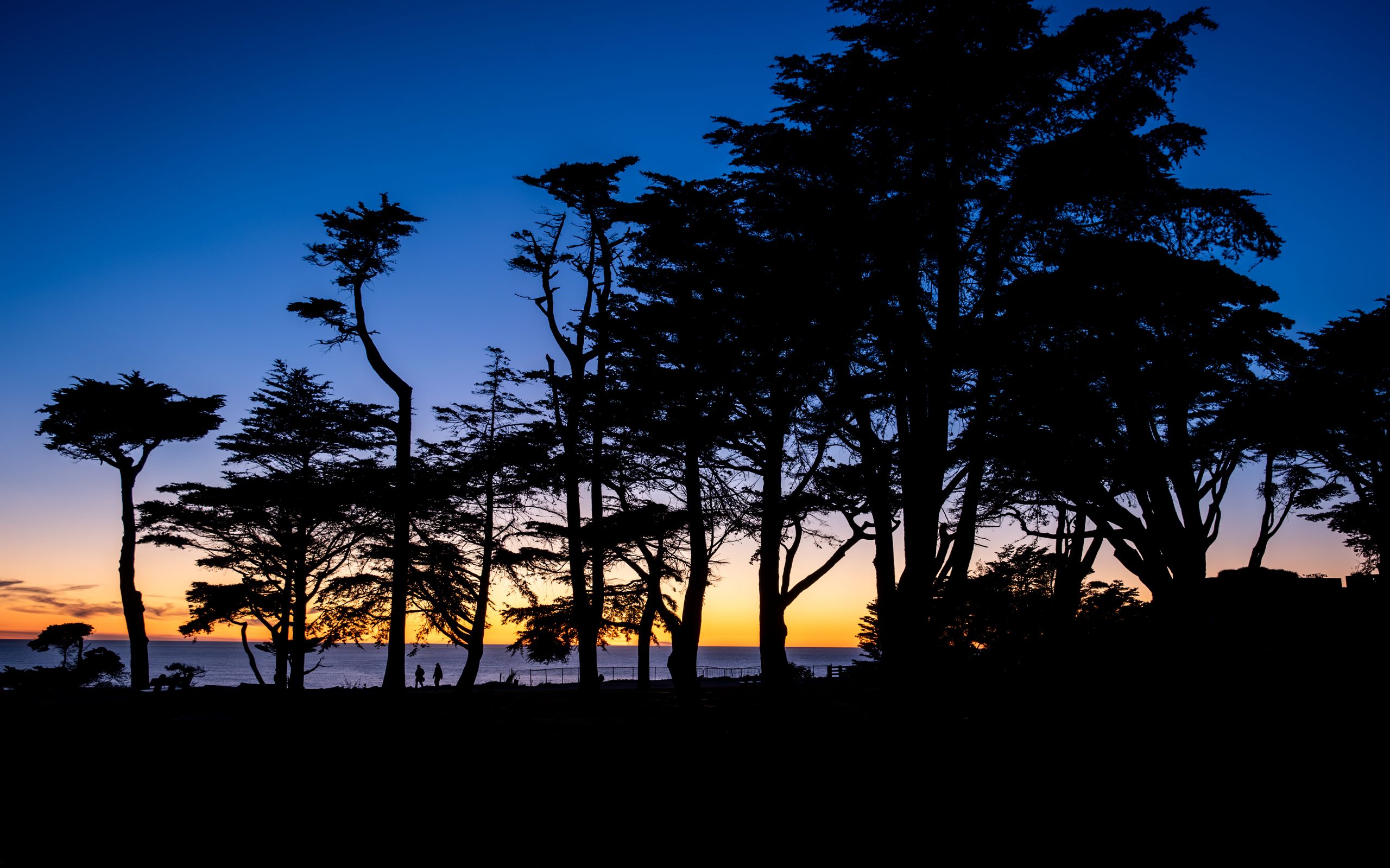 Download wallpaper 2560x1600 silhouettes, trees, horizon, dark ...