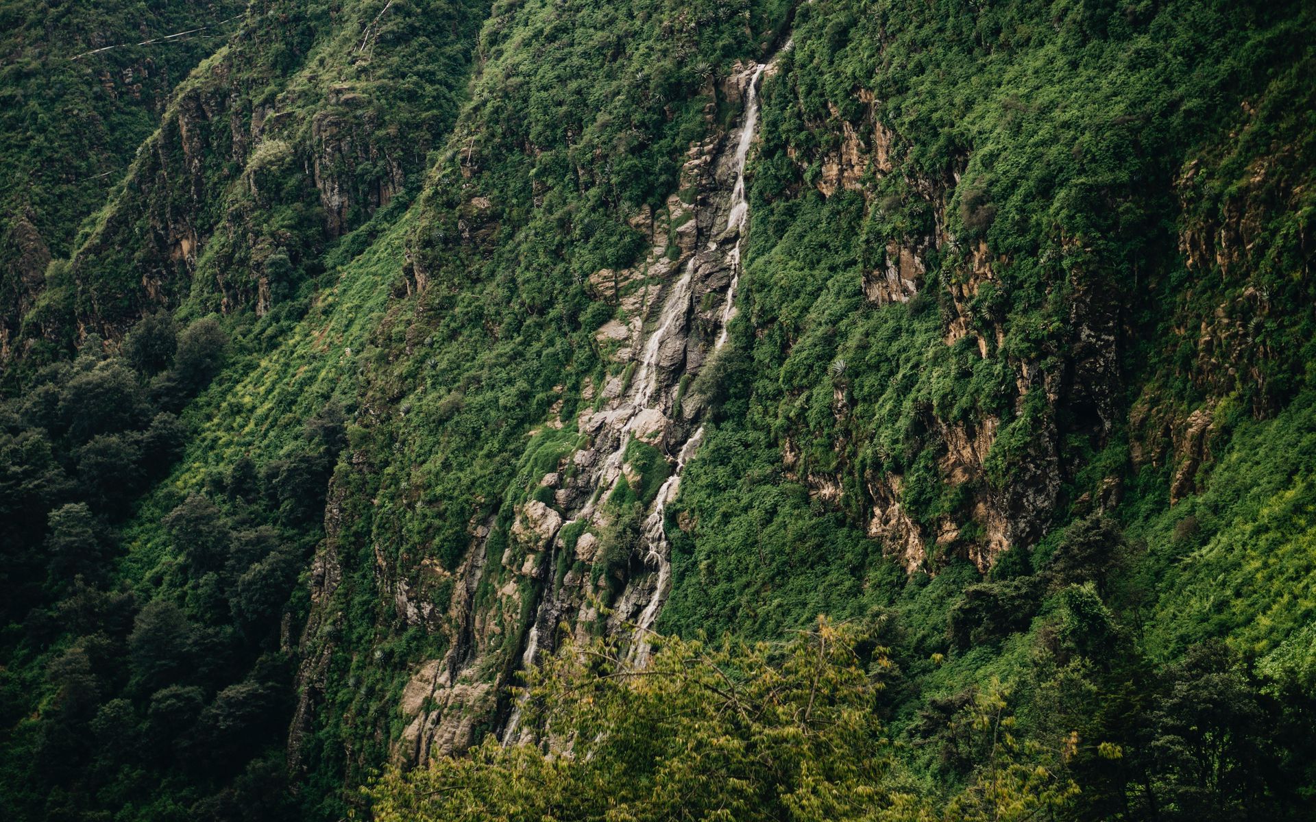 Download wallpaper 1920x1200 slope, cliff, trees, green, stones ...