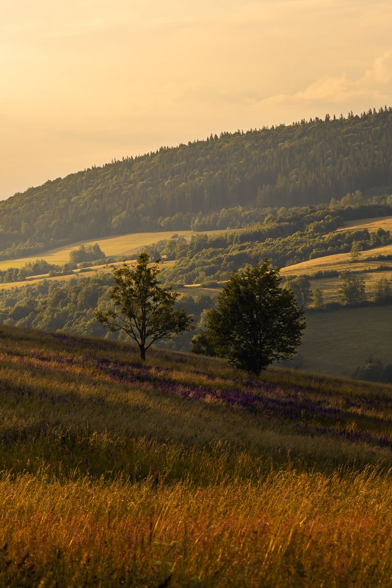 Download wallpaper 800x1200 slope, trees, grass, hills, landscape ...