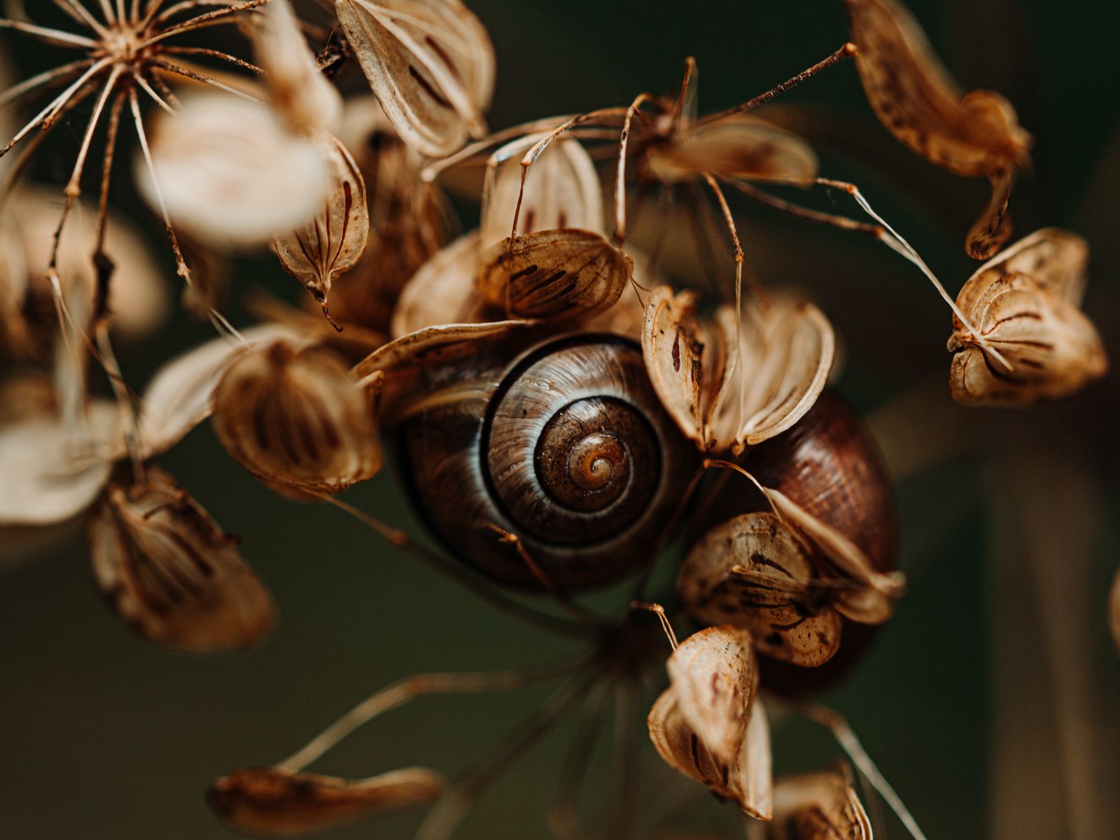 Download wallpaper 1600x1200 snail, leaves, dry, autumn standard 4:3 hd ...