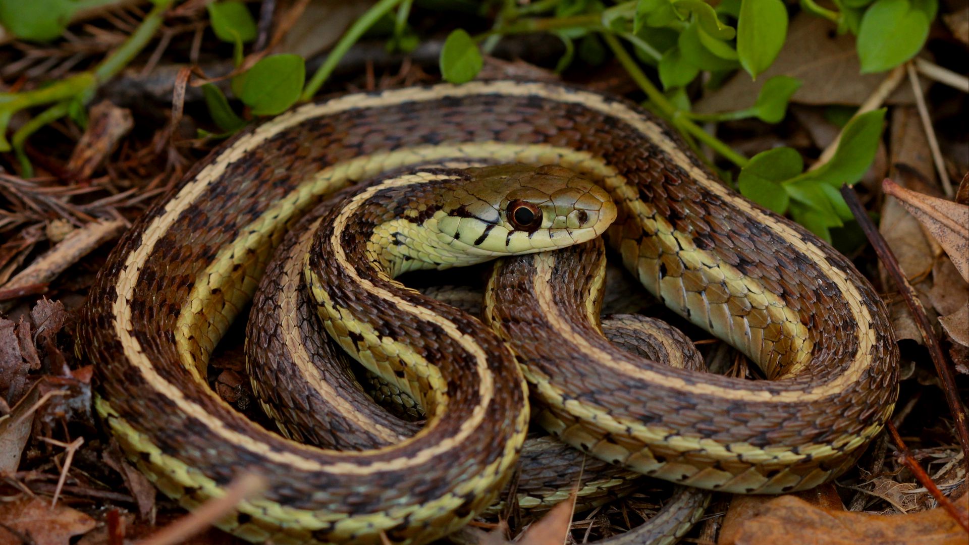 Download wallpaper 1920x1080 snake, reptile, scales, macro full hd ...