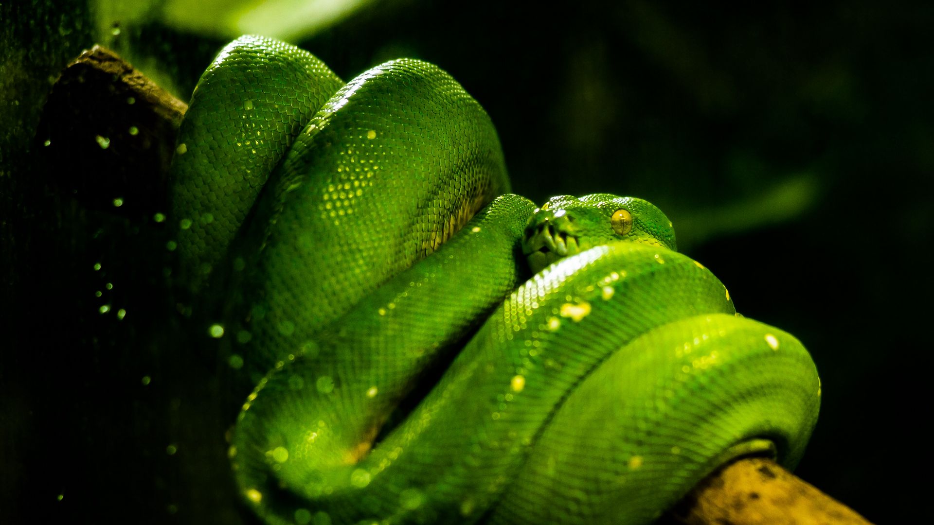 Download wallpaper 1920x1080 snake, green, reptile full hd, hdtv, fhd ...