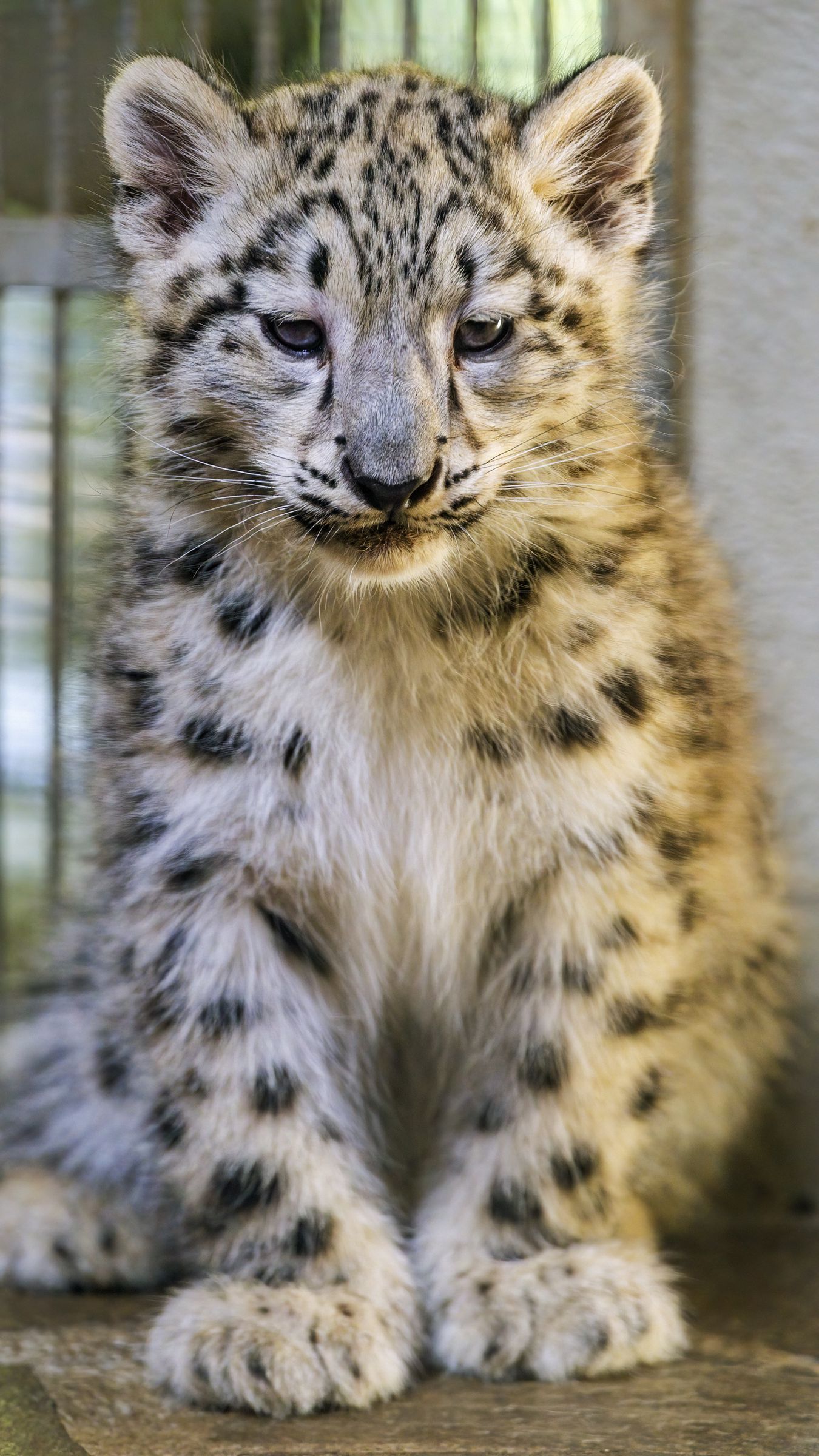 Download wallpaper 1350x2400 snow leopard, kitten, animal, predator ...