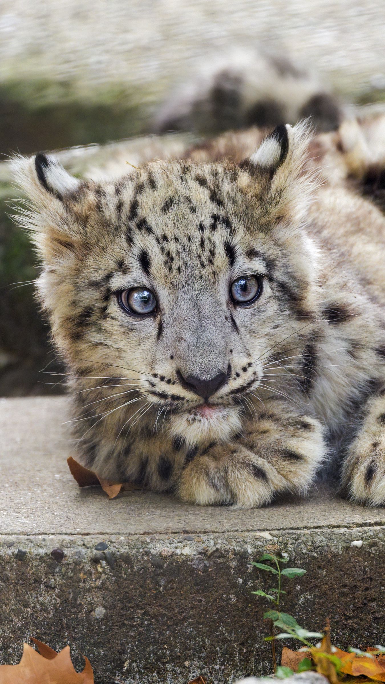 Download wallpaper 1350x2400 snow leopard, kitten, cub, wildlife ...