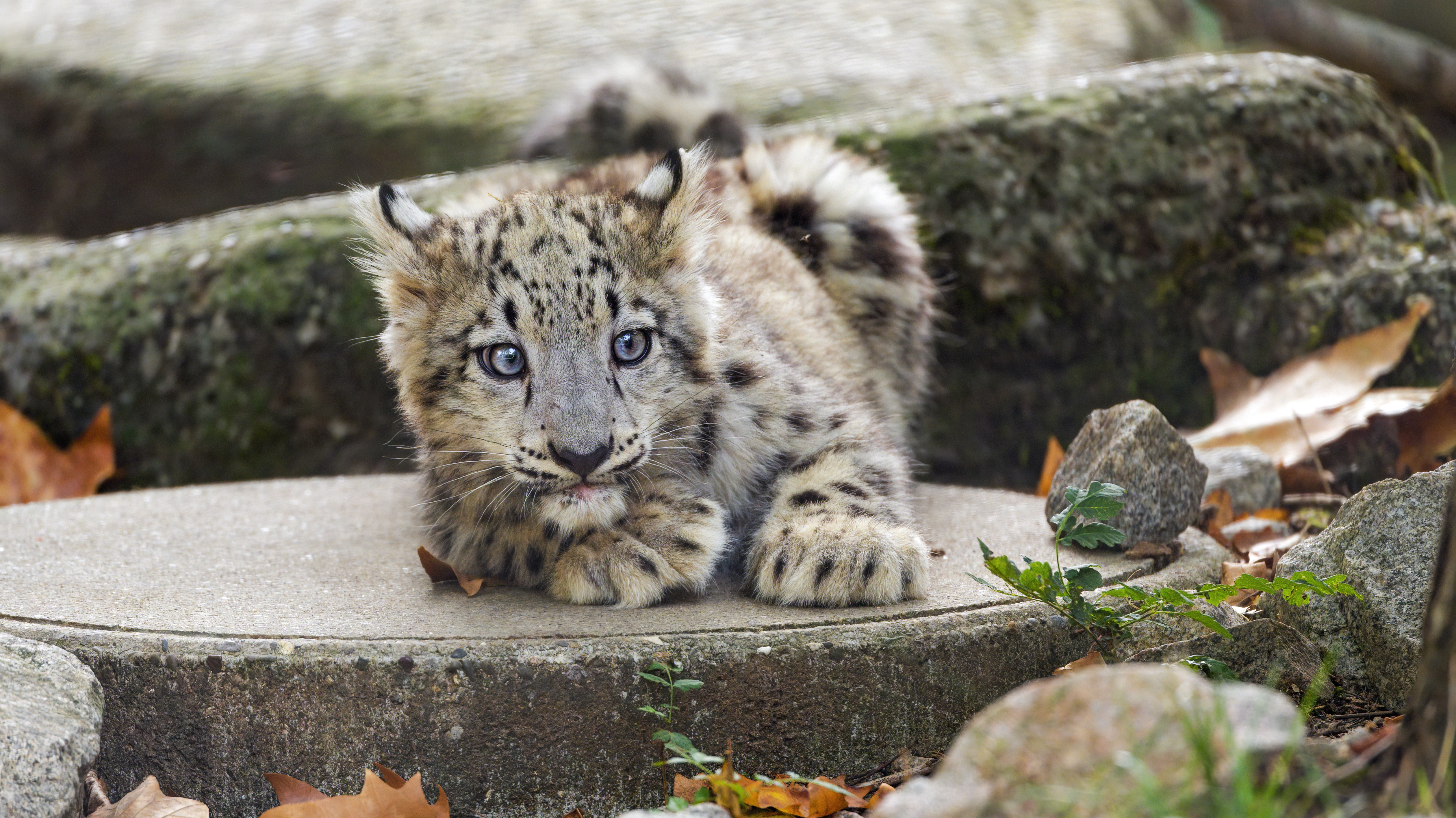 Download wallpaper 5039x2834 snow leopard, kitten, cub, wildlife ...
