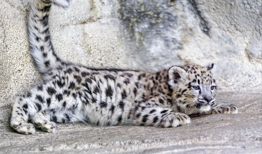 Download wallpaper 1024x600 snow leopard, leopard, cute, spots, animal ...