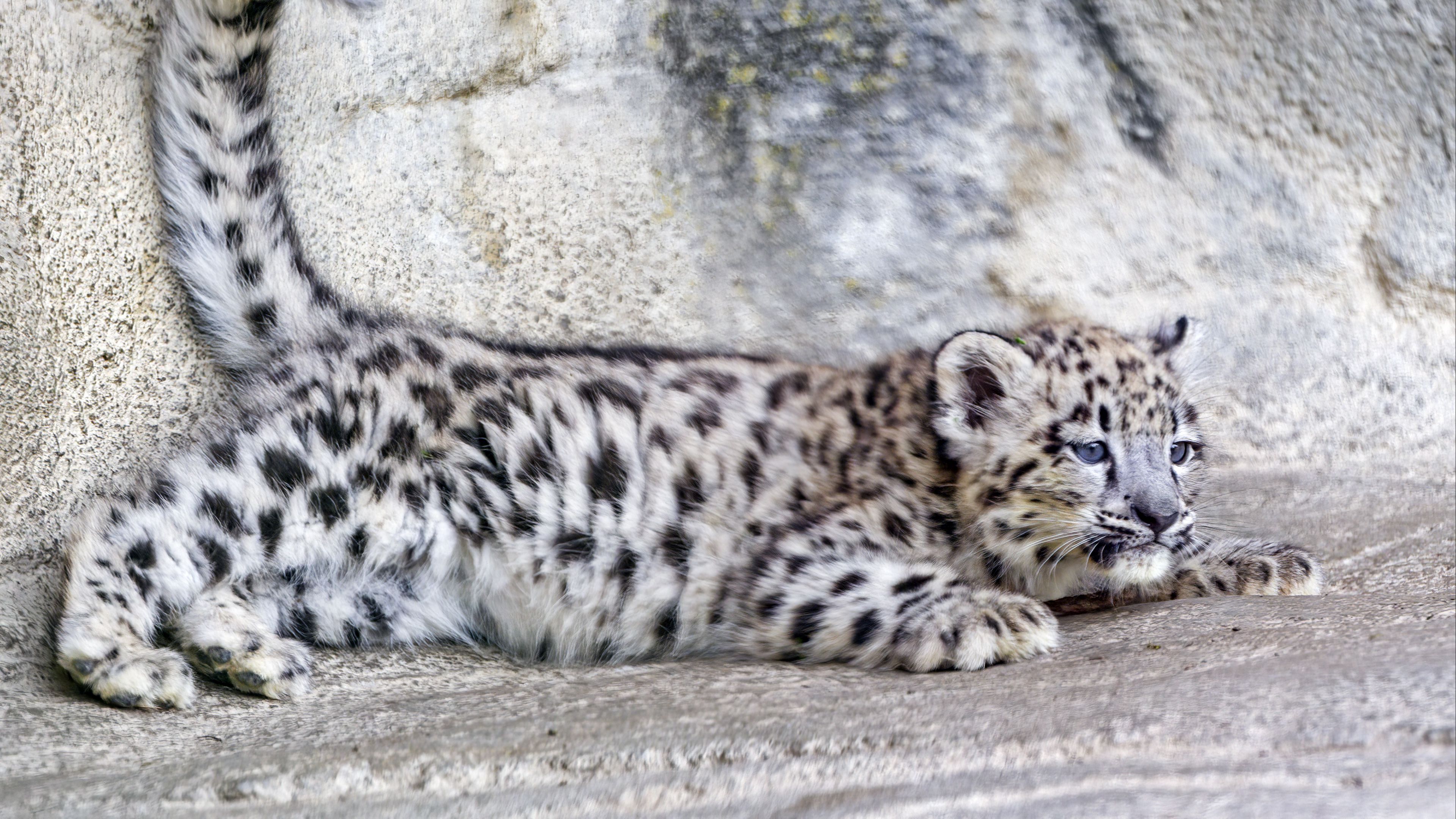Download wallpaper 3840x2160 snow leopard, leopard, cute, spots, animal ...