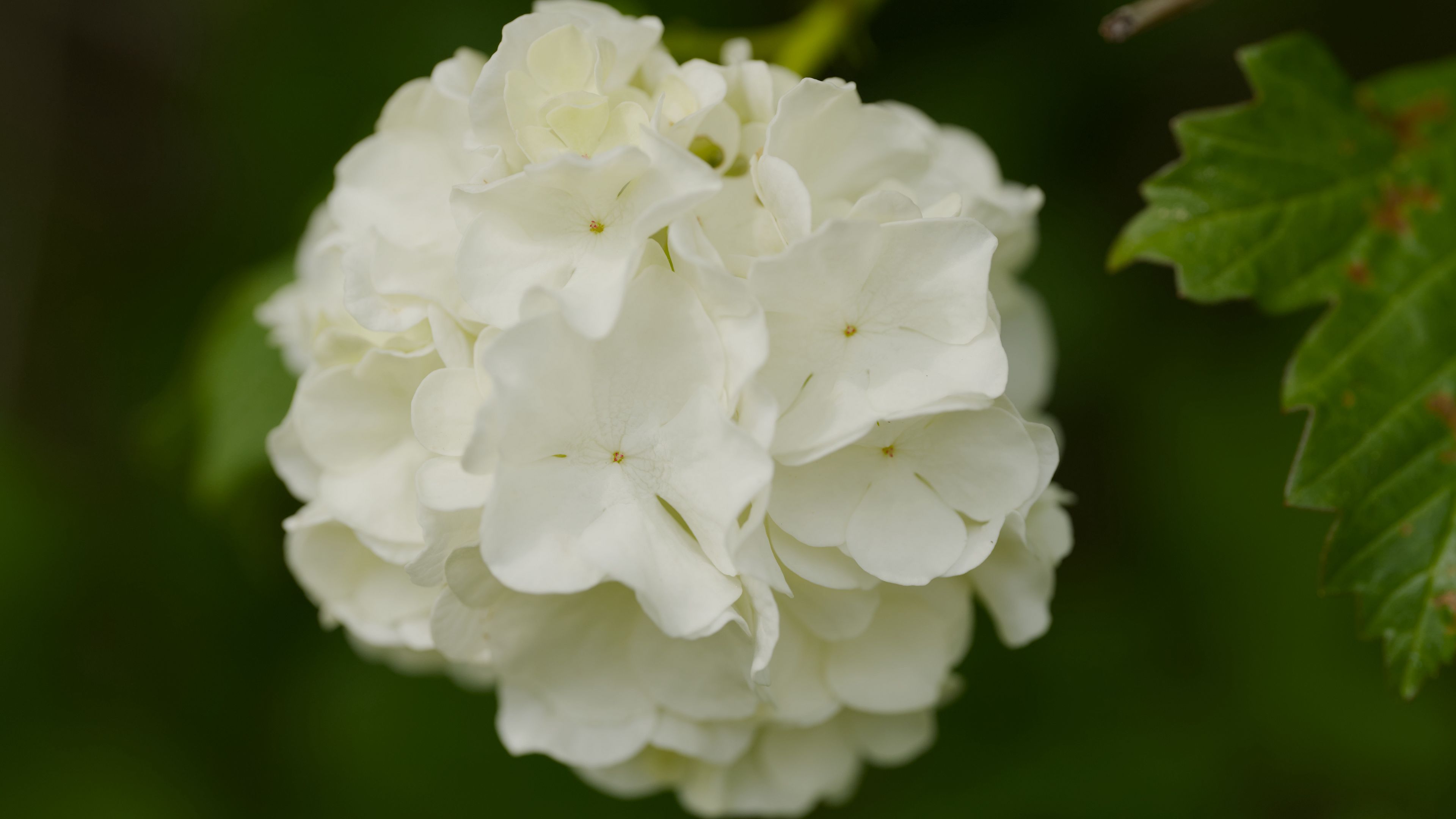 Download wallpaper 3840x2160 snowball bush, petals, flowers, macro ...