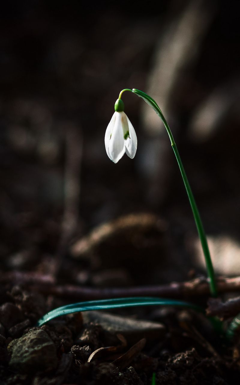 Snowdrop Flower Wallpaper