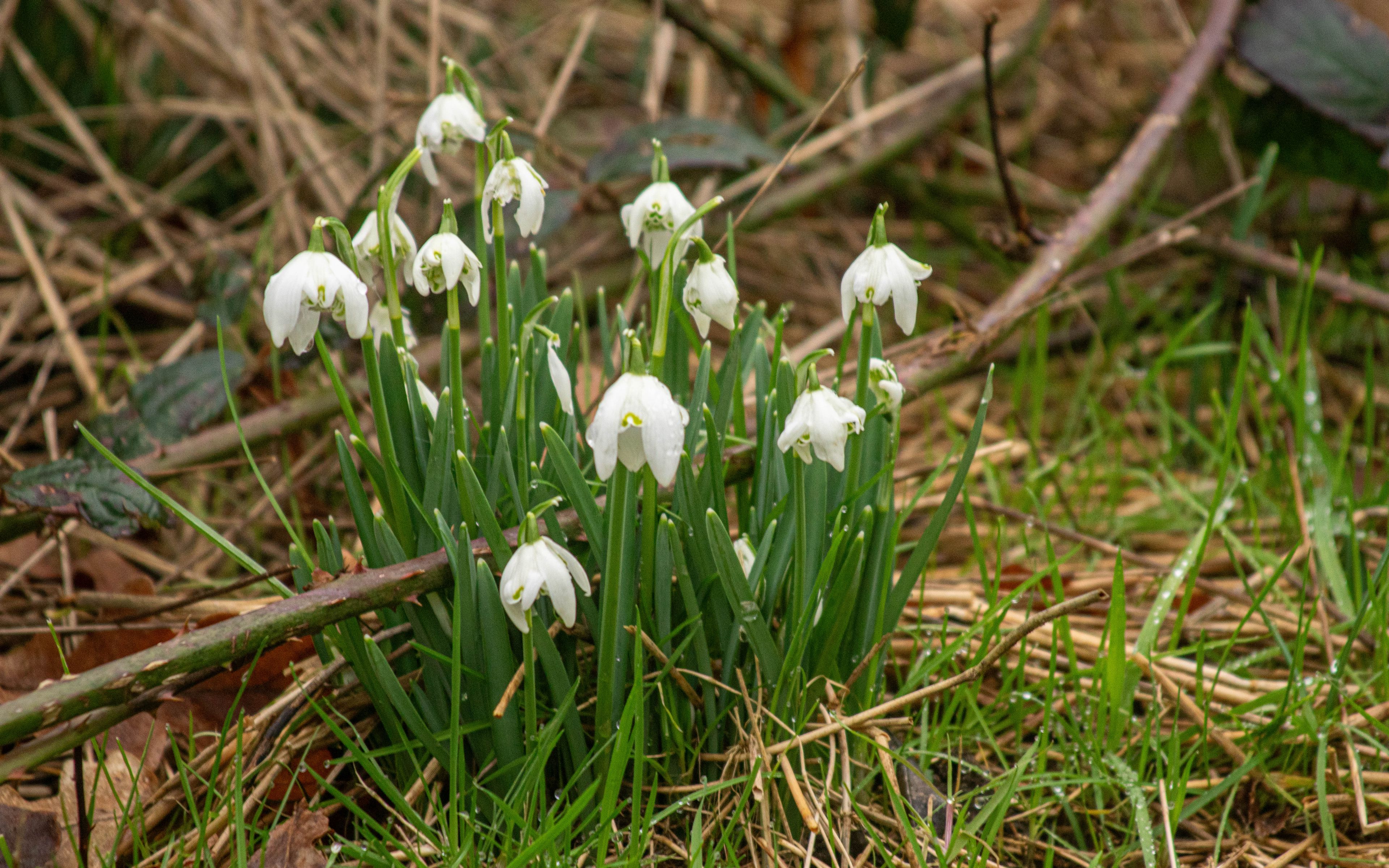 Download wallpaper 3840x2400 snowdrops, flowers, spring, grass 4k ultra ...